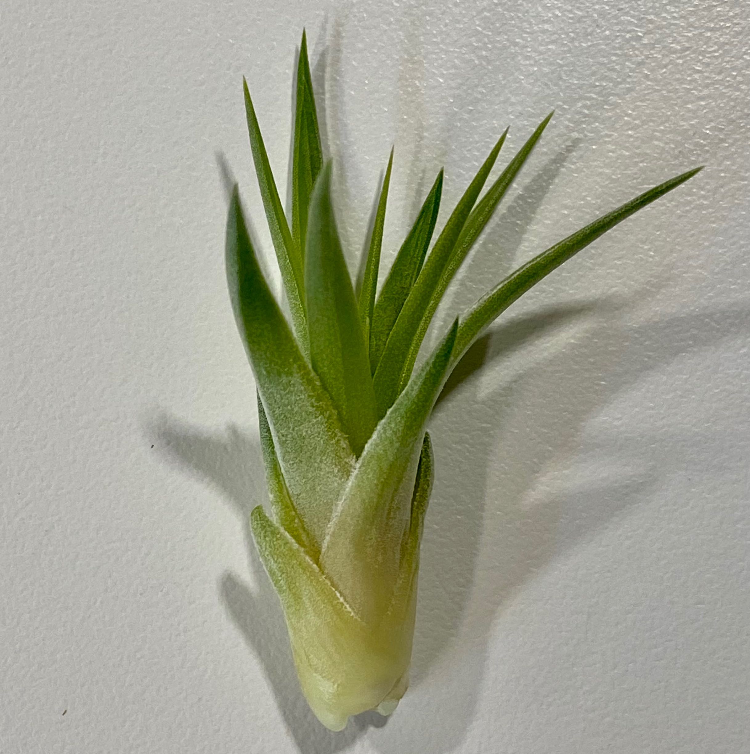 Why Are There Brown Spots on My Tillandsia aeranthos?