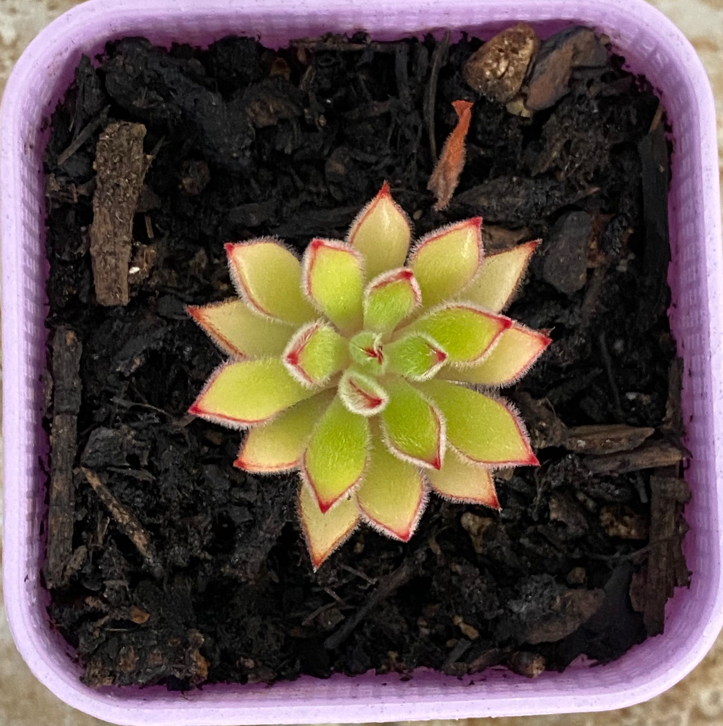 Symbolism and Benefits of the Echeveria 'Arrow Setosa'