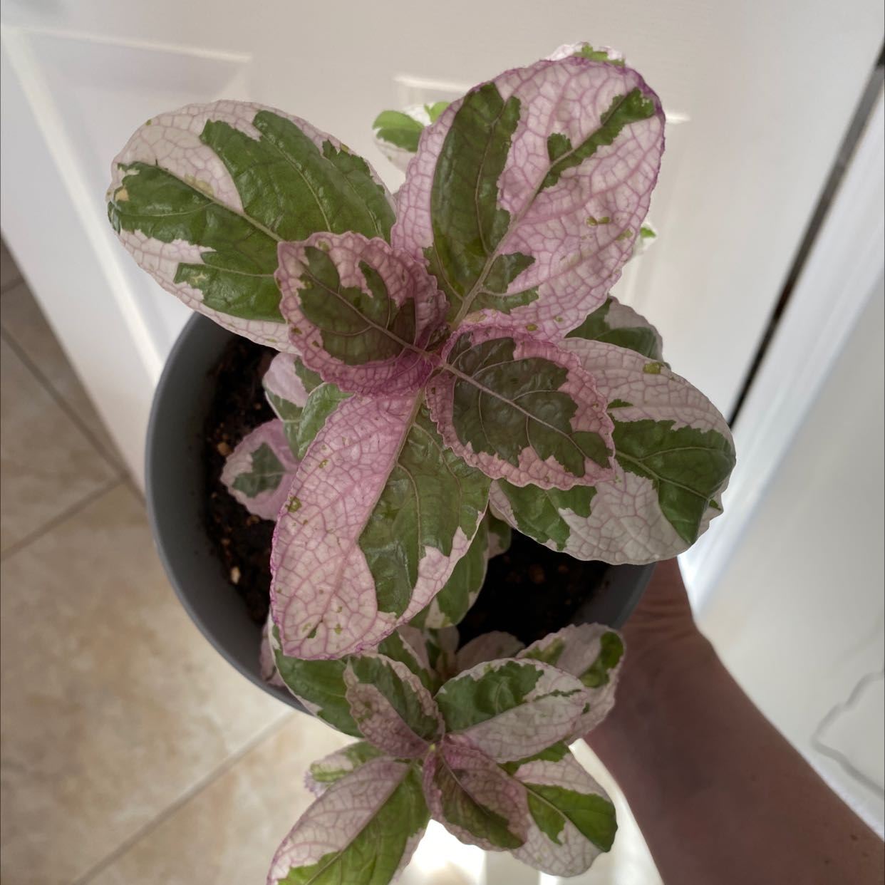 Propagating Snow White Waffle Plant: The Ultimate Guide