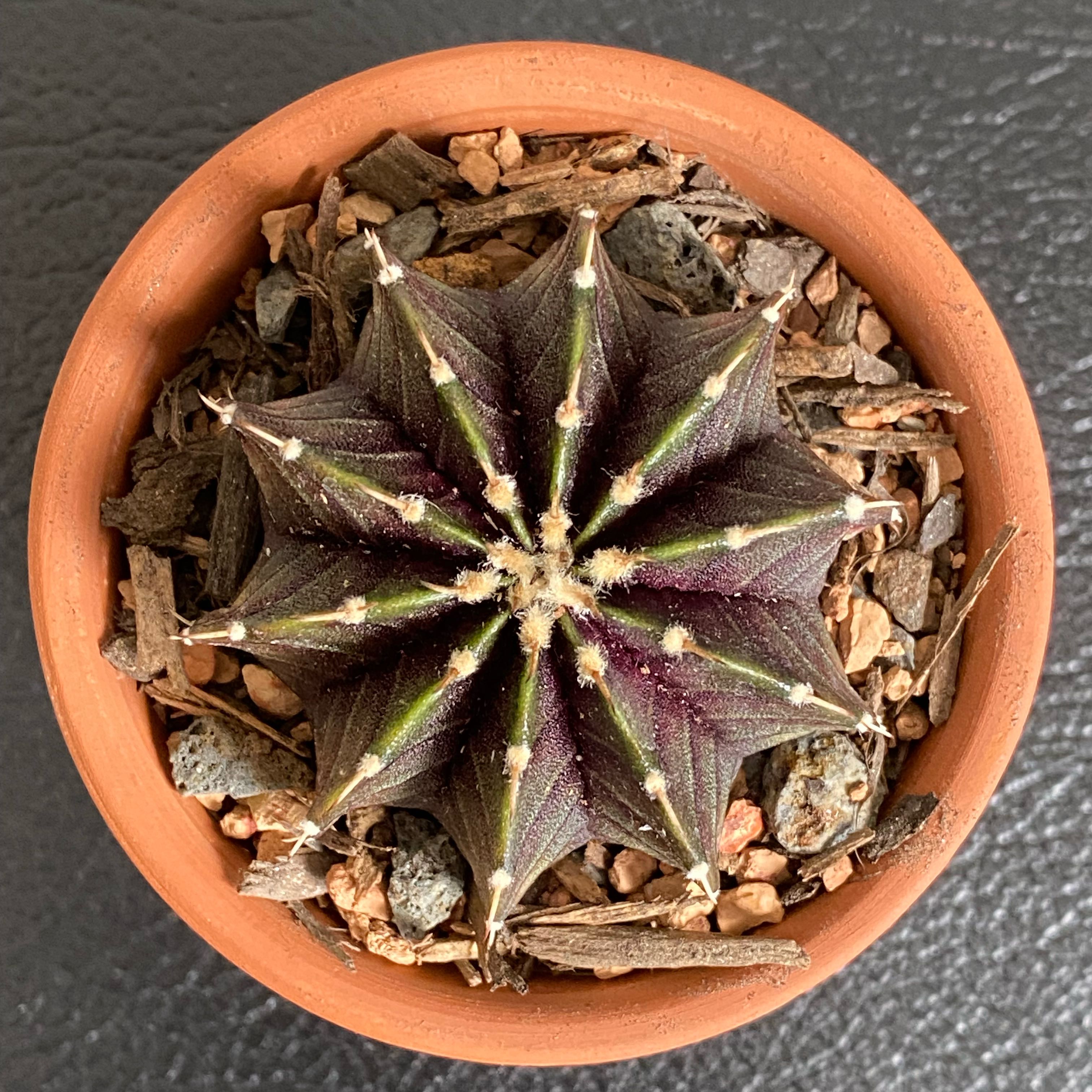 The Complete Gymnocalycium stenopleurum 'Variegata' Plant Care Guide ...