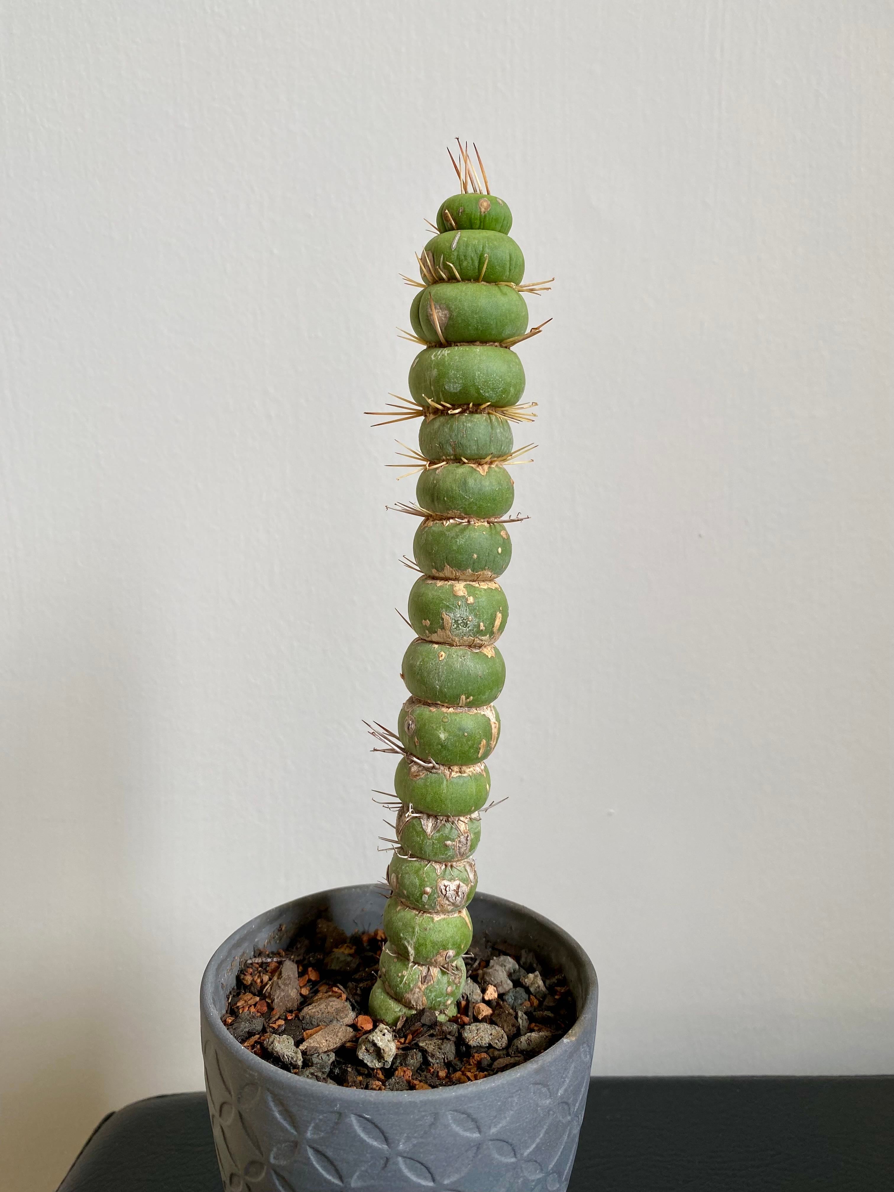 Boobie Cactus Plant Care: Water, Light, Nutrients | Greg App 🌱