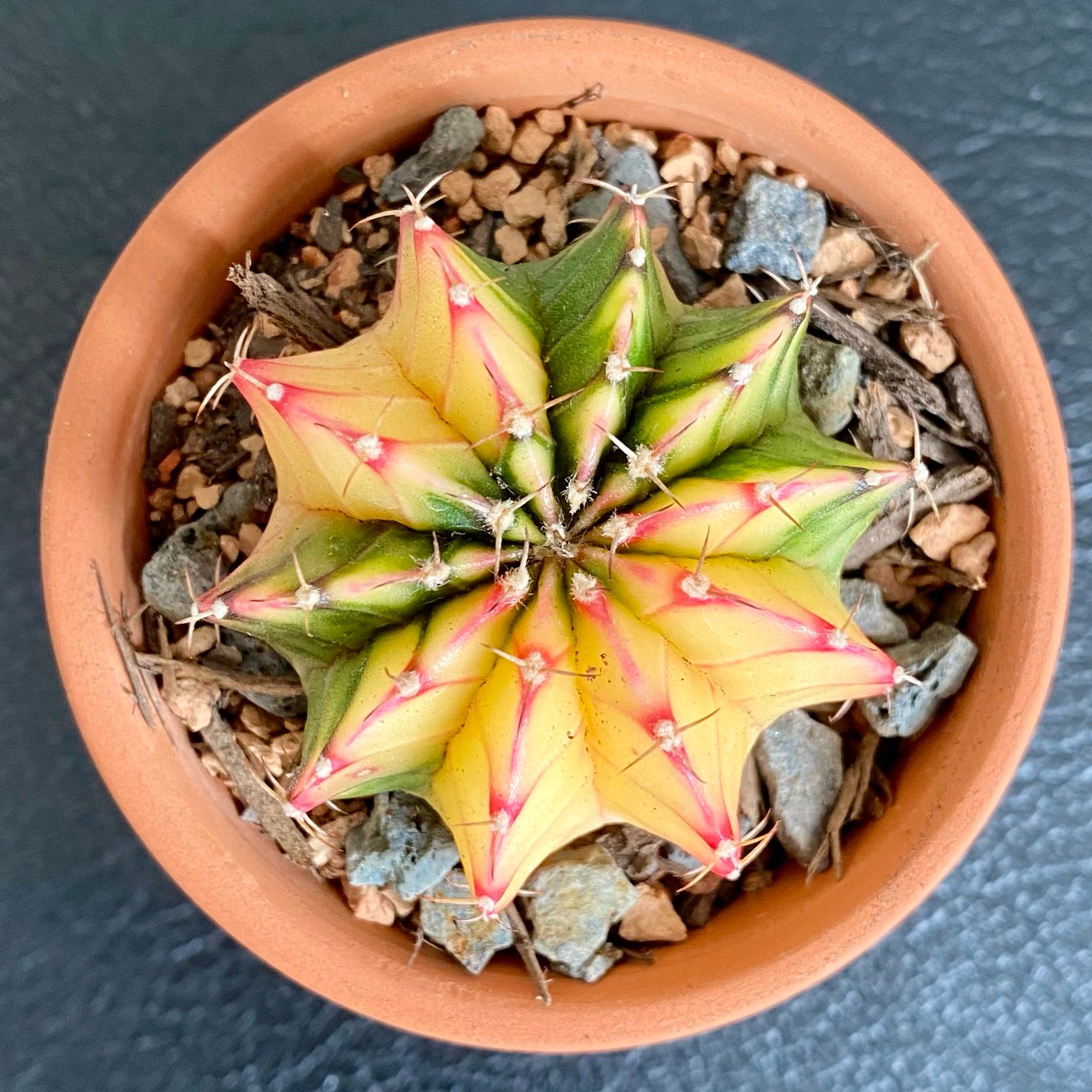 The Complete Variegated Moon Cactus Plant Care Guide: Water, Light & Beyond