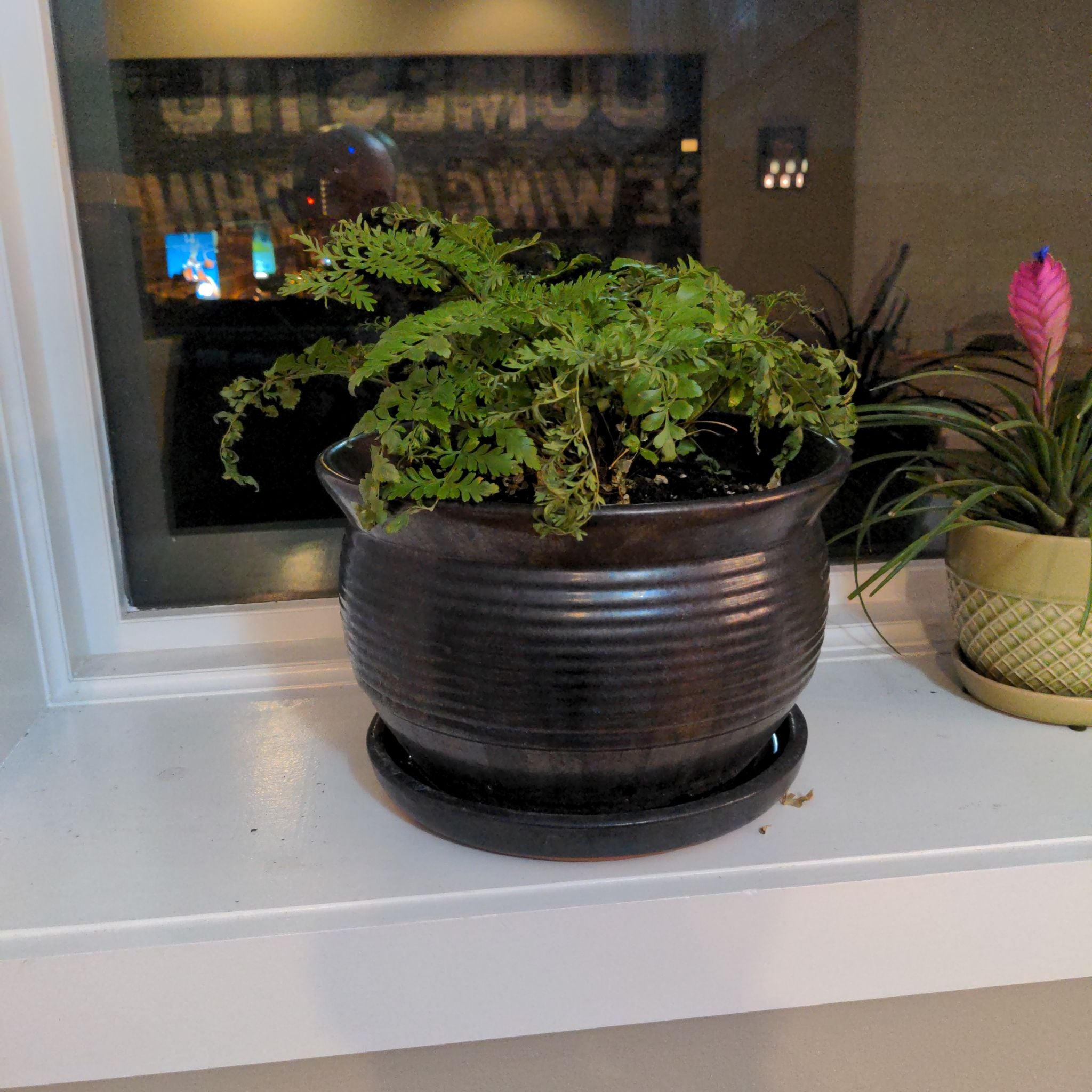 Why Are There Brown Spots on My Mother Fern?