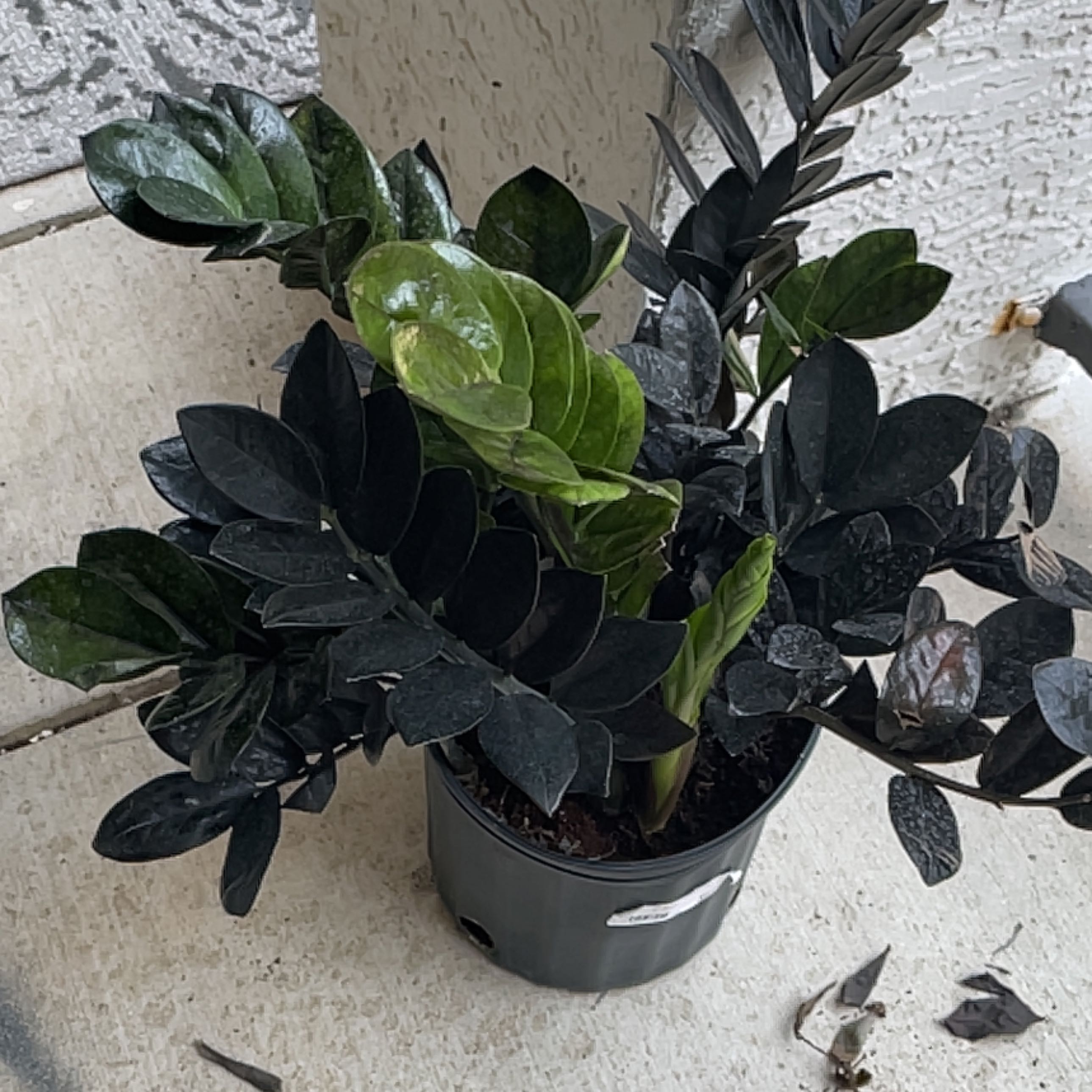 Personalized Zz Supernova Care: Water, Light, Nutrients | Greg App