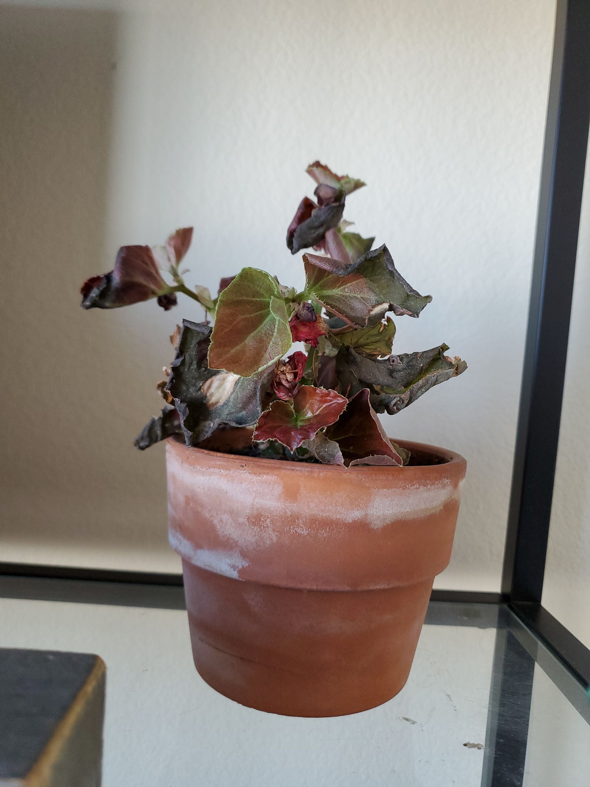 Clubed Begonia Plant Care: Water, Light, Nutrients | Greg App 🌱