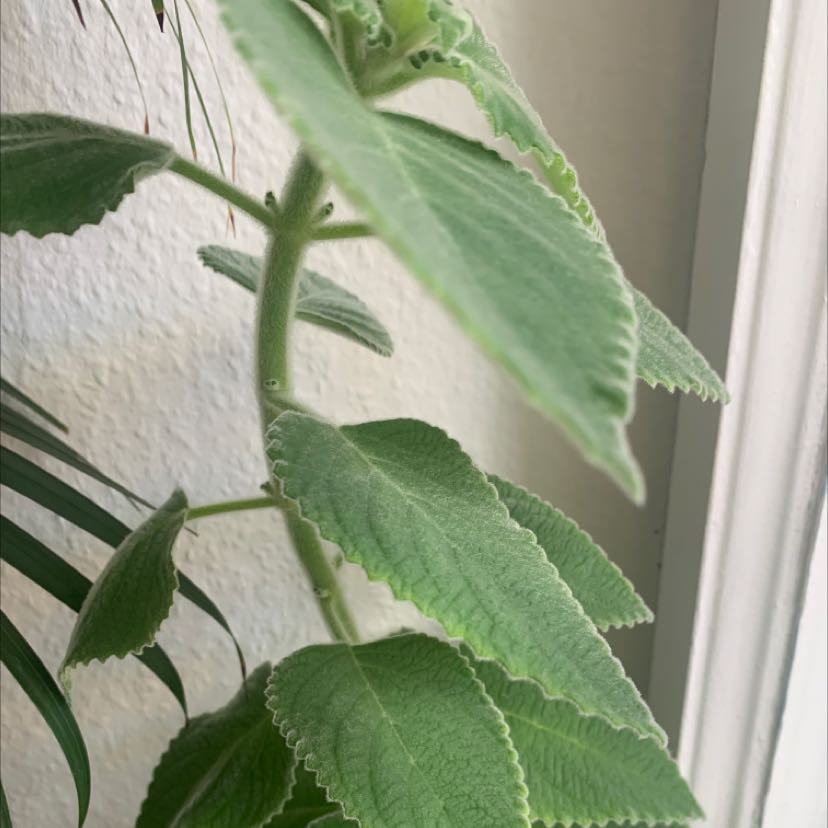 The Complete Lemon Sherbet Coleus Plant Care Guide: Water, Light & Beyond