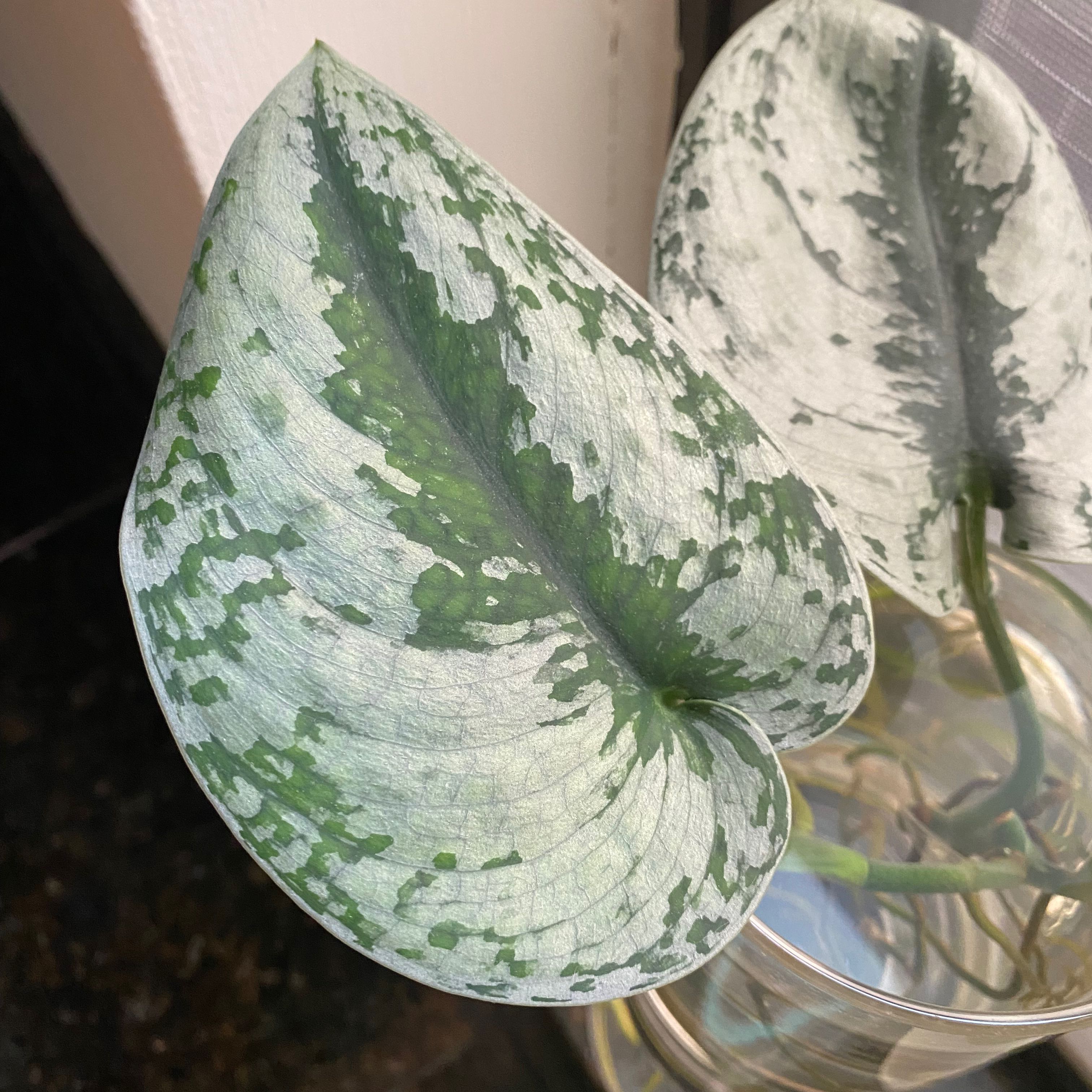 Personalized Scindapsus silver queen Care: Water, Light, Nutrients ...