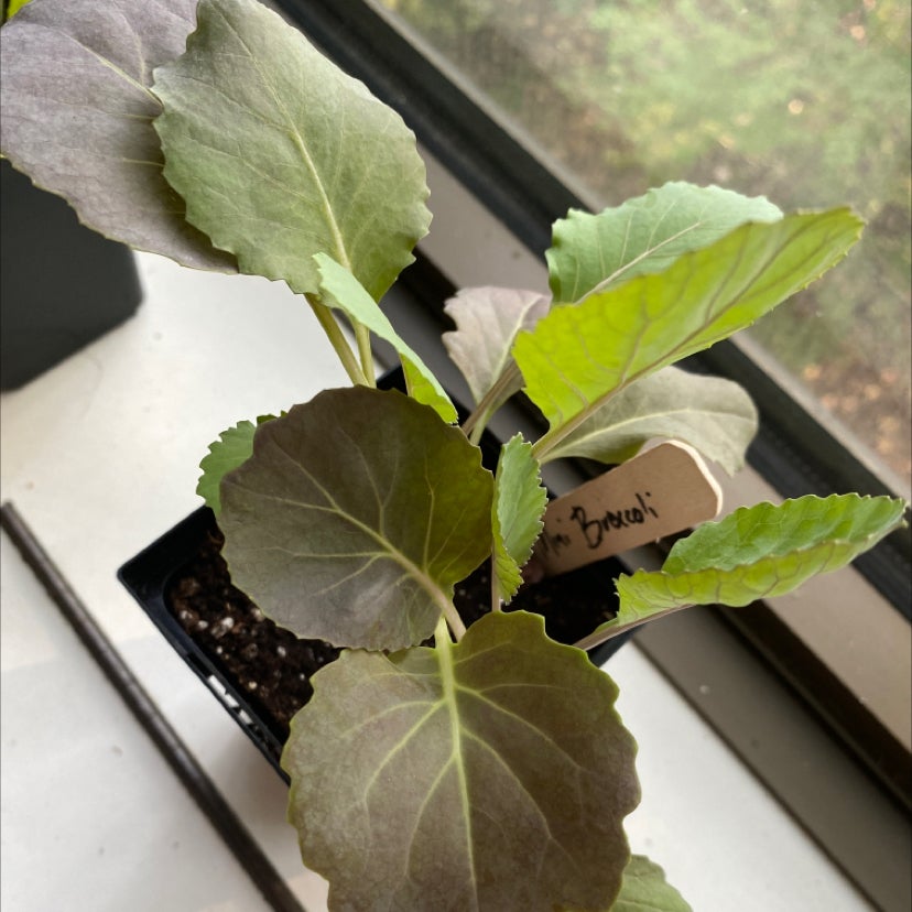 🥦 What Do I Do About Broccoli Root Rot?