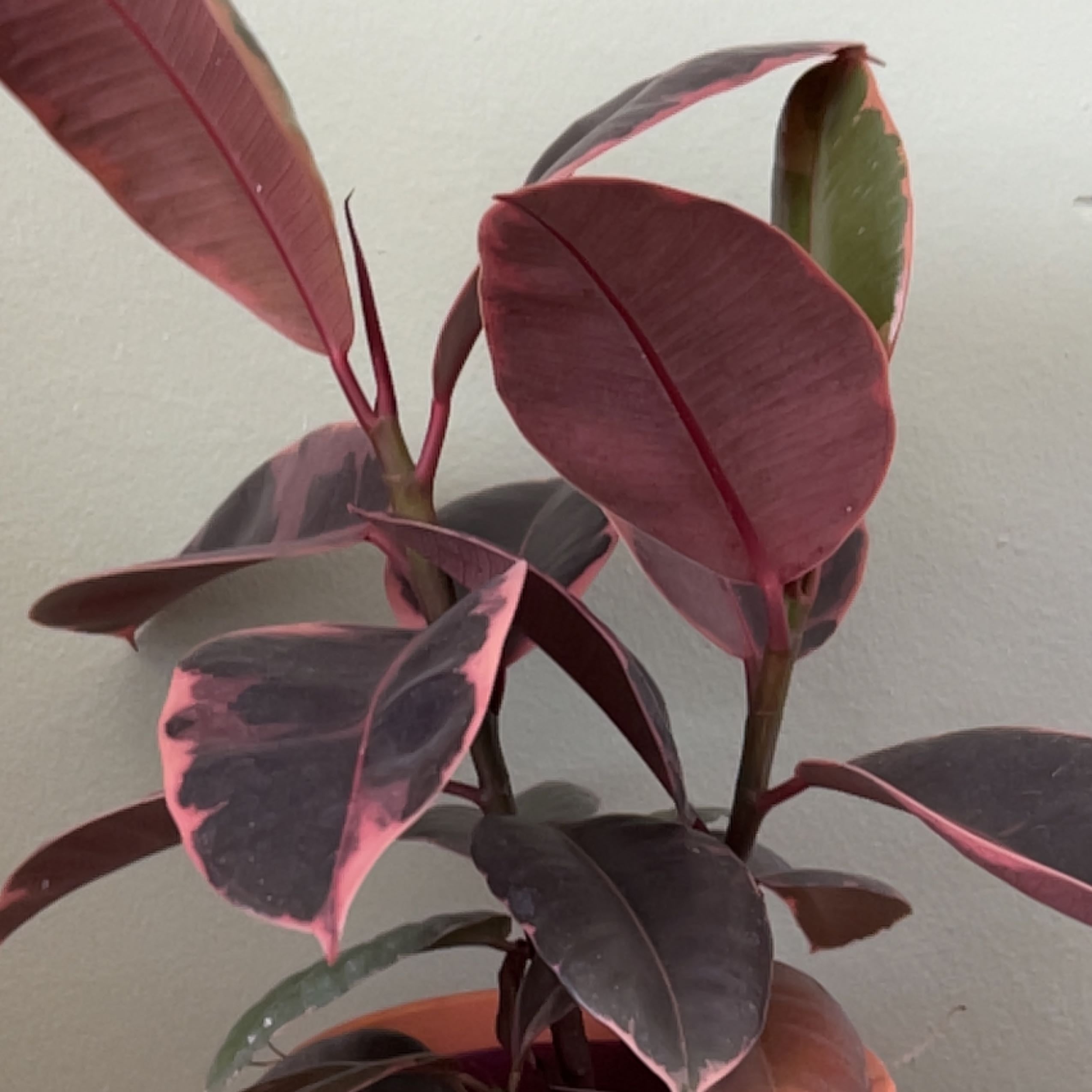 Why Are My Ficus 'ruby' Leaves Falling Over?