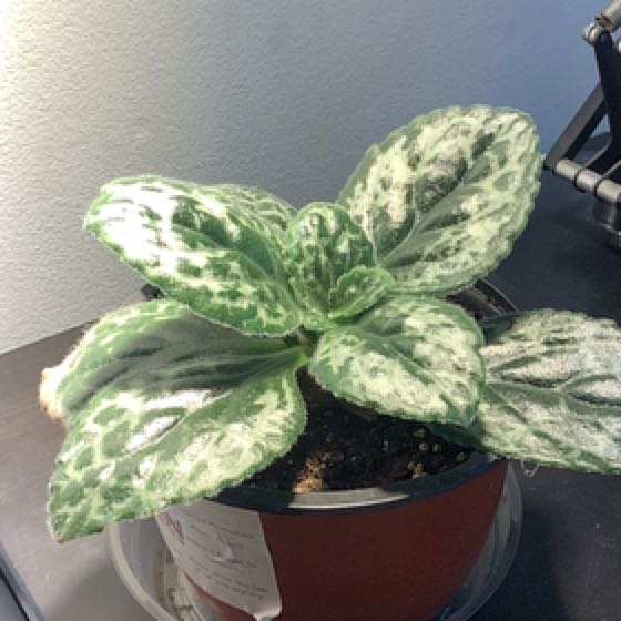 Personalized Loki Asian Violet Care: Water, Light, Nutrients | Greg App