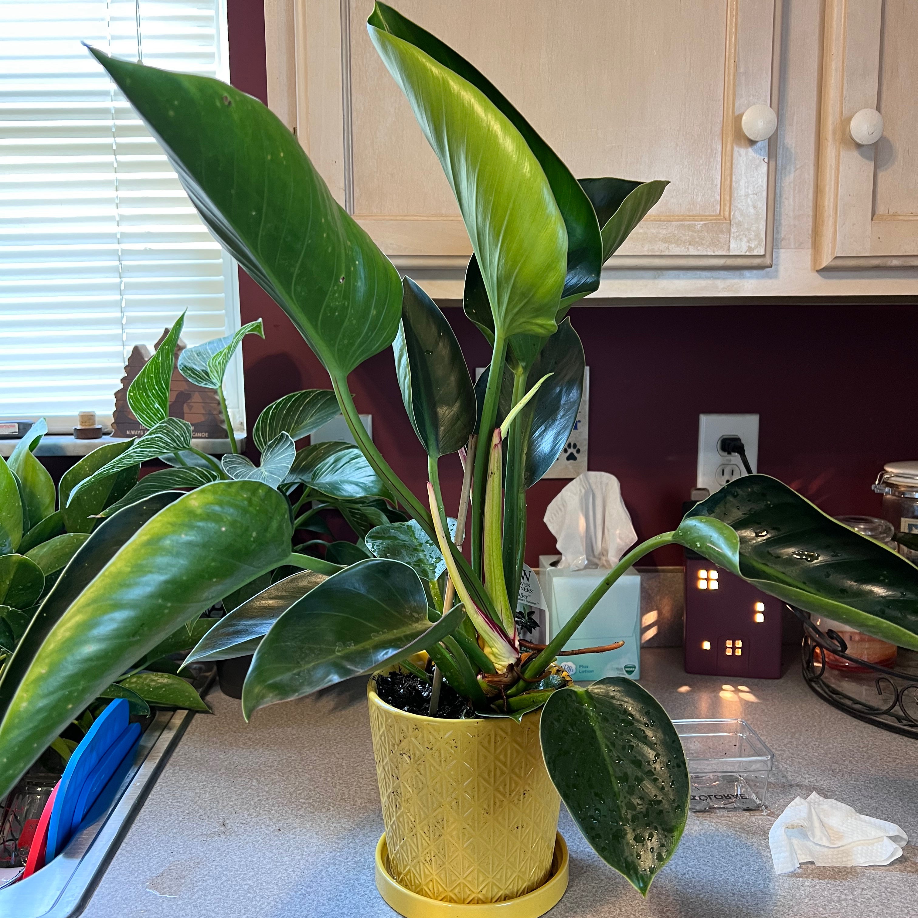 Personalized Philodendron apple Care: Water, Light, Nutrients | Greg App