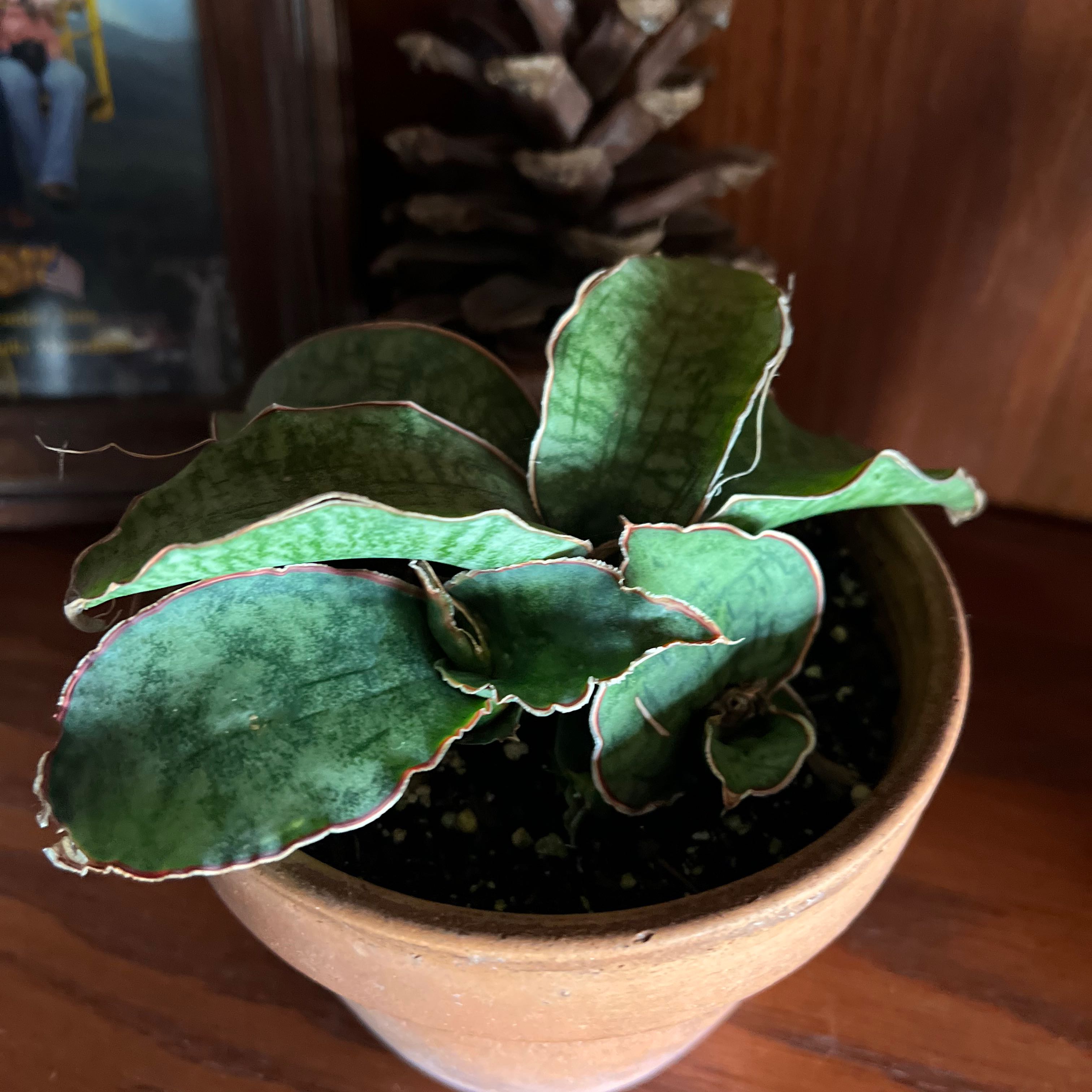 What To Do About Bugs on My Sword Sansevieria? 🐛