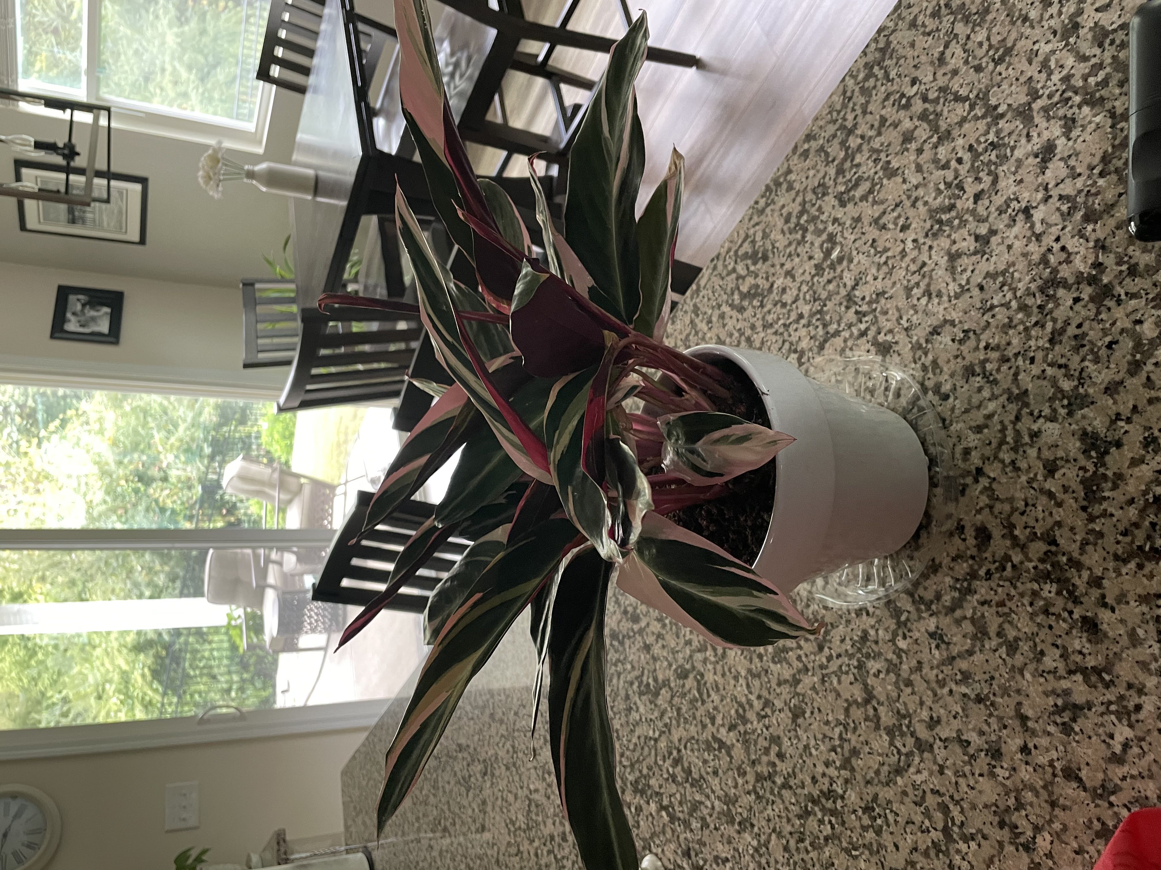 What plants that are supposed to be difficult do you mind...