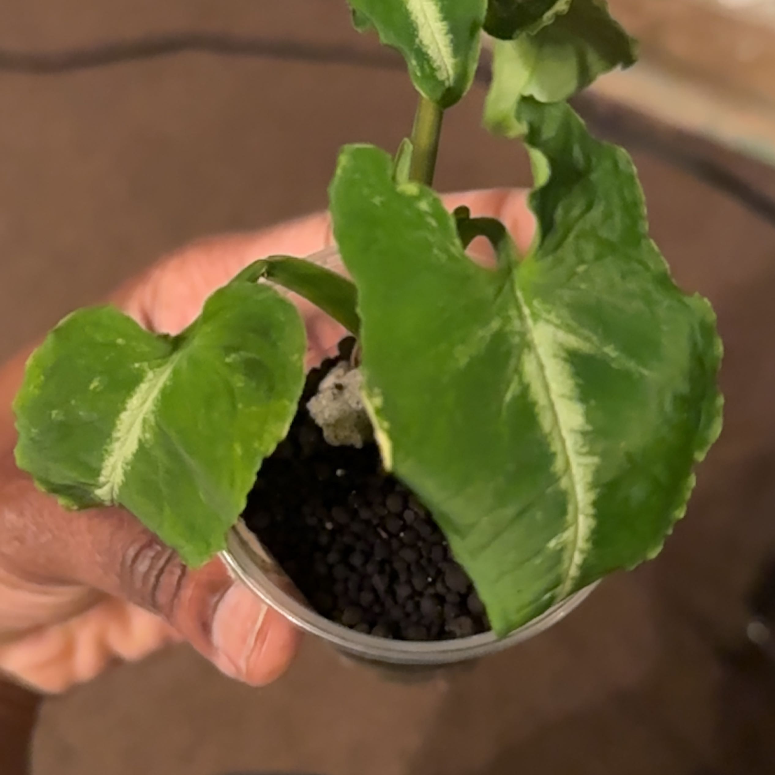 scrambled egg Plant Care: Water, Light, Nutrients | Greg App 🌱