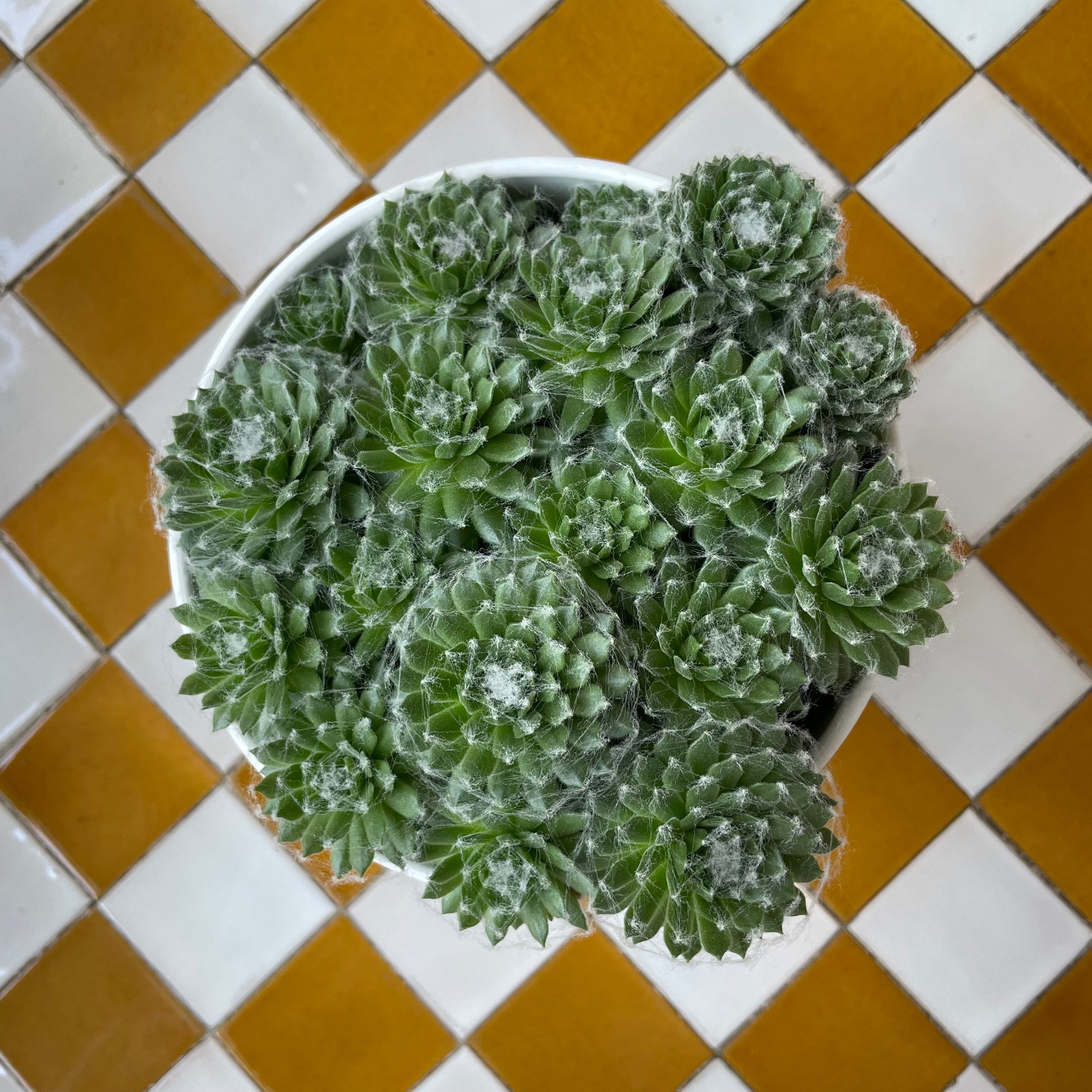 C- Matilda | A plant by @SolidPinkpoui on Greg