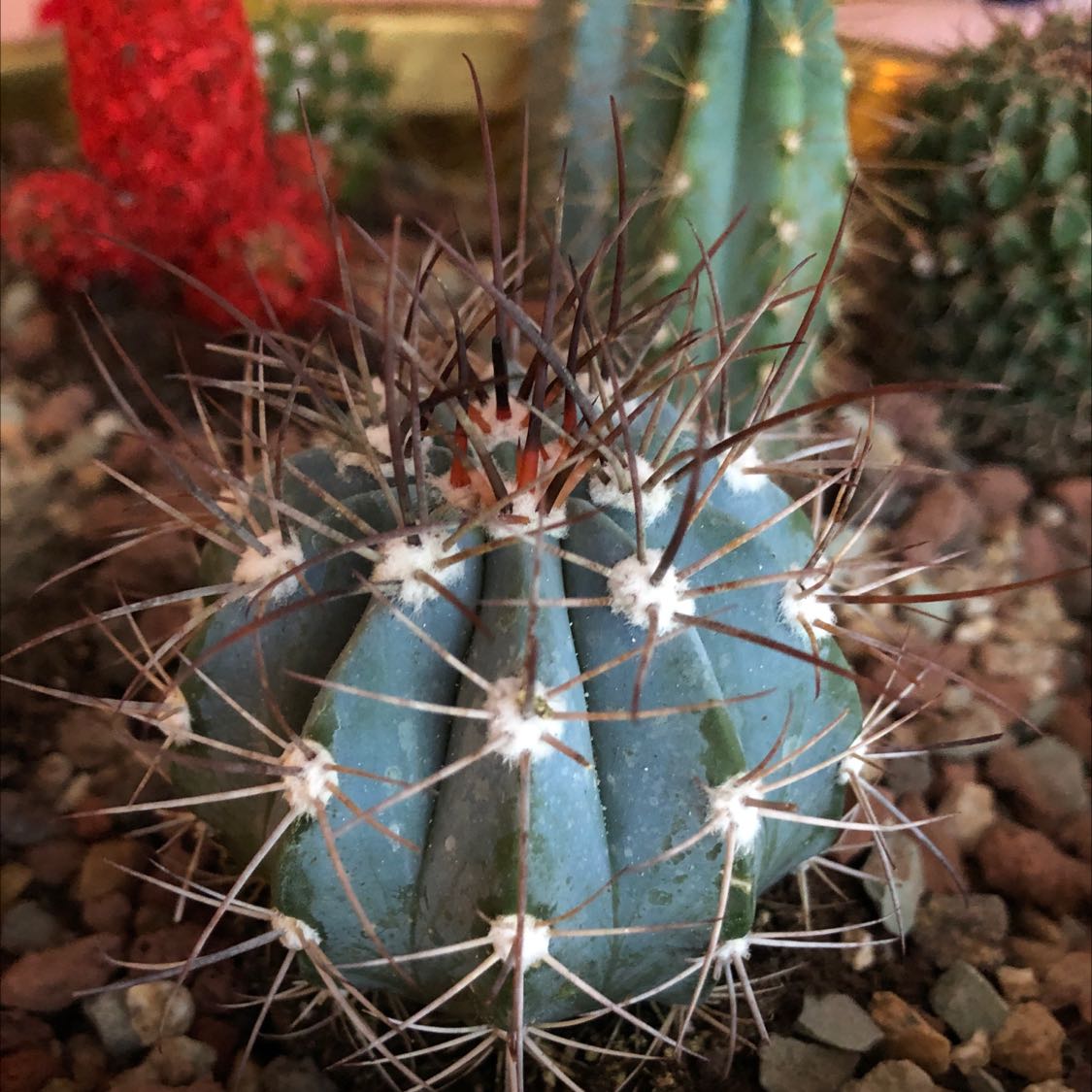 Spike cactus | A plant by @LushAloevera on Greg