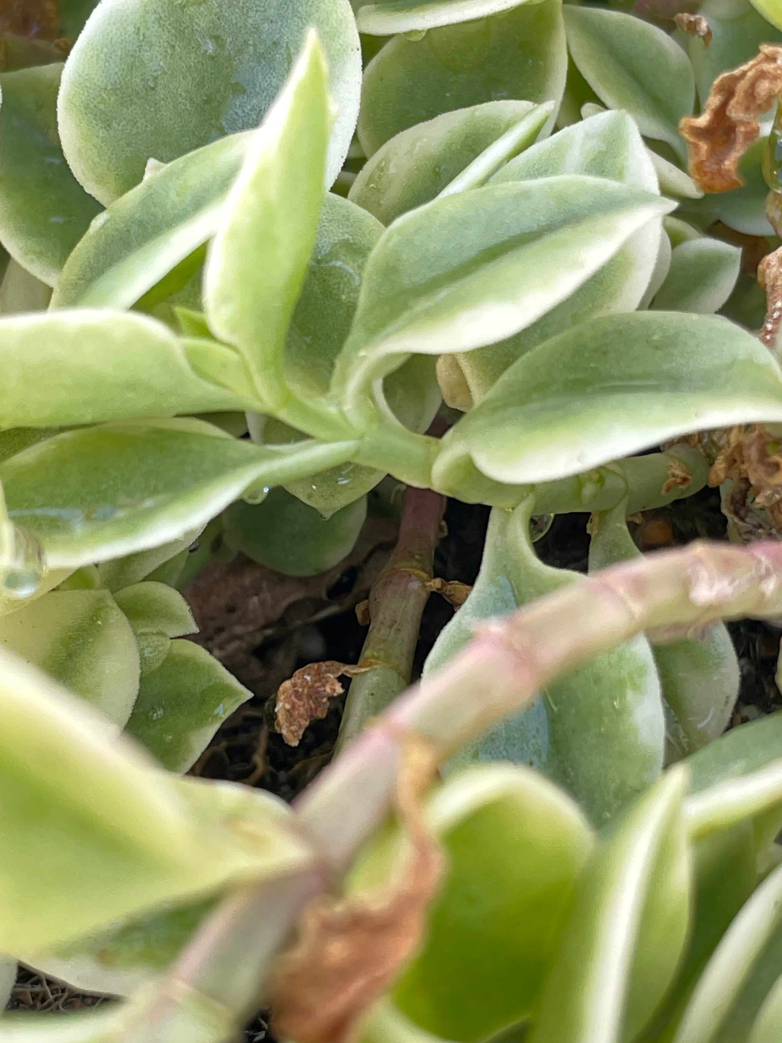 Trailing Red Mezoo Explained: Key Information 🌿