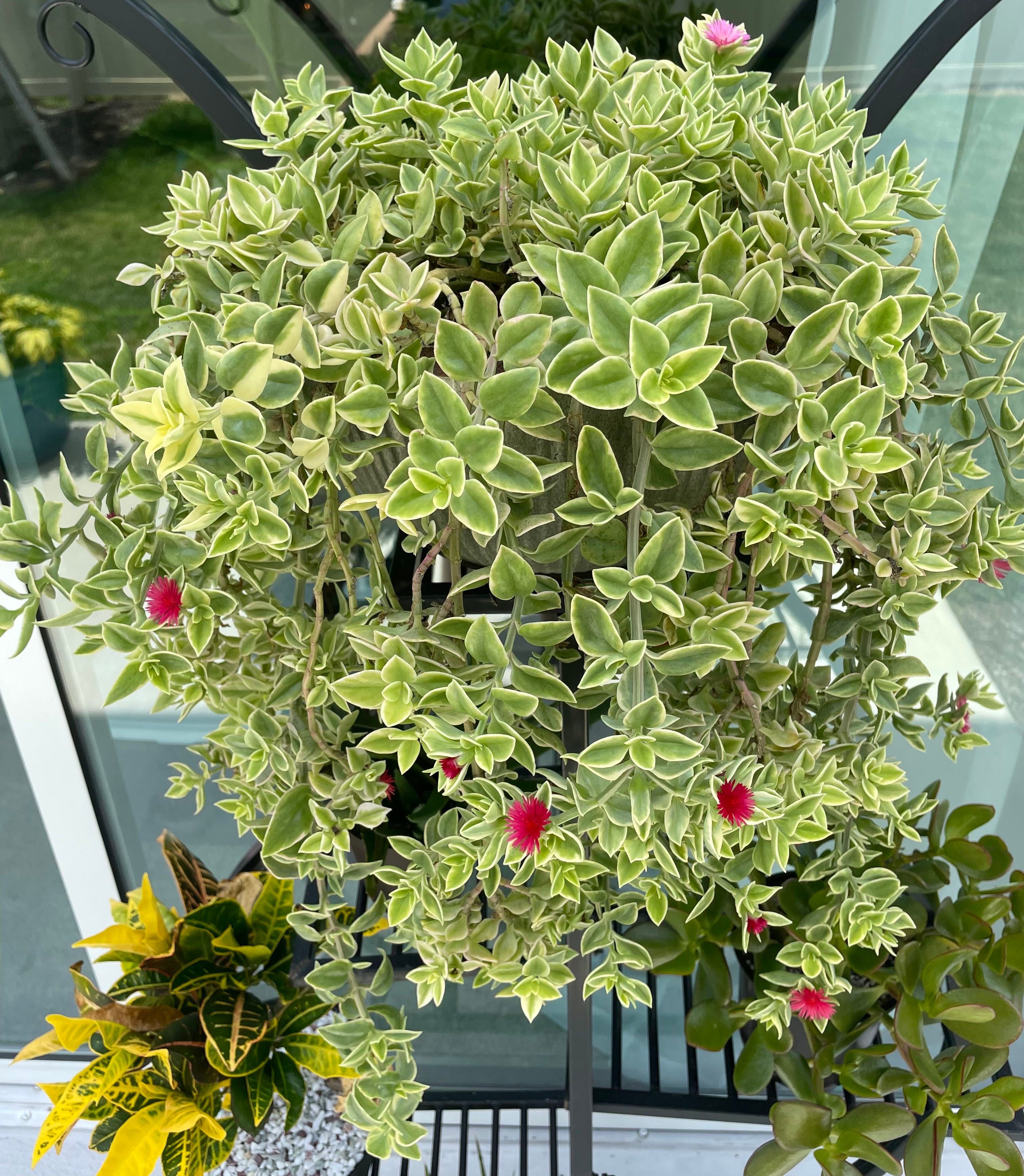 Trailing Red Mezoo Explained: Key Information 🌿