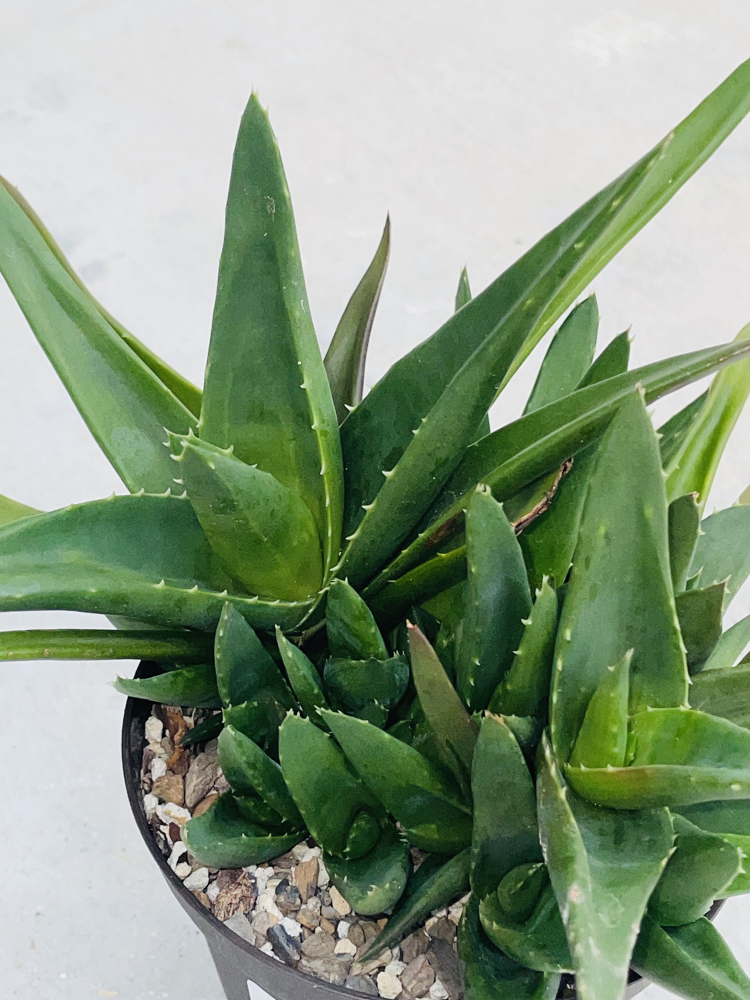 Why Are There Brown Spots on My Snowflake Aloe?