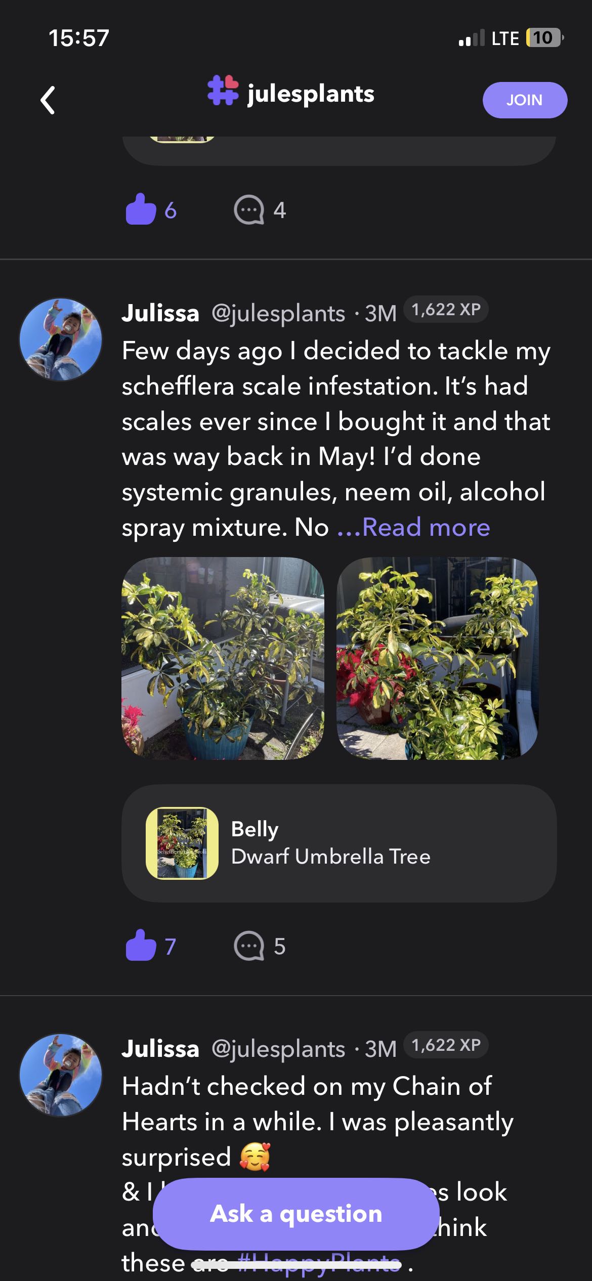 Moondrop Dwarf Umberlla Tree Plant Care: Water, Light, Nutrients | Greg ...