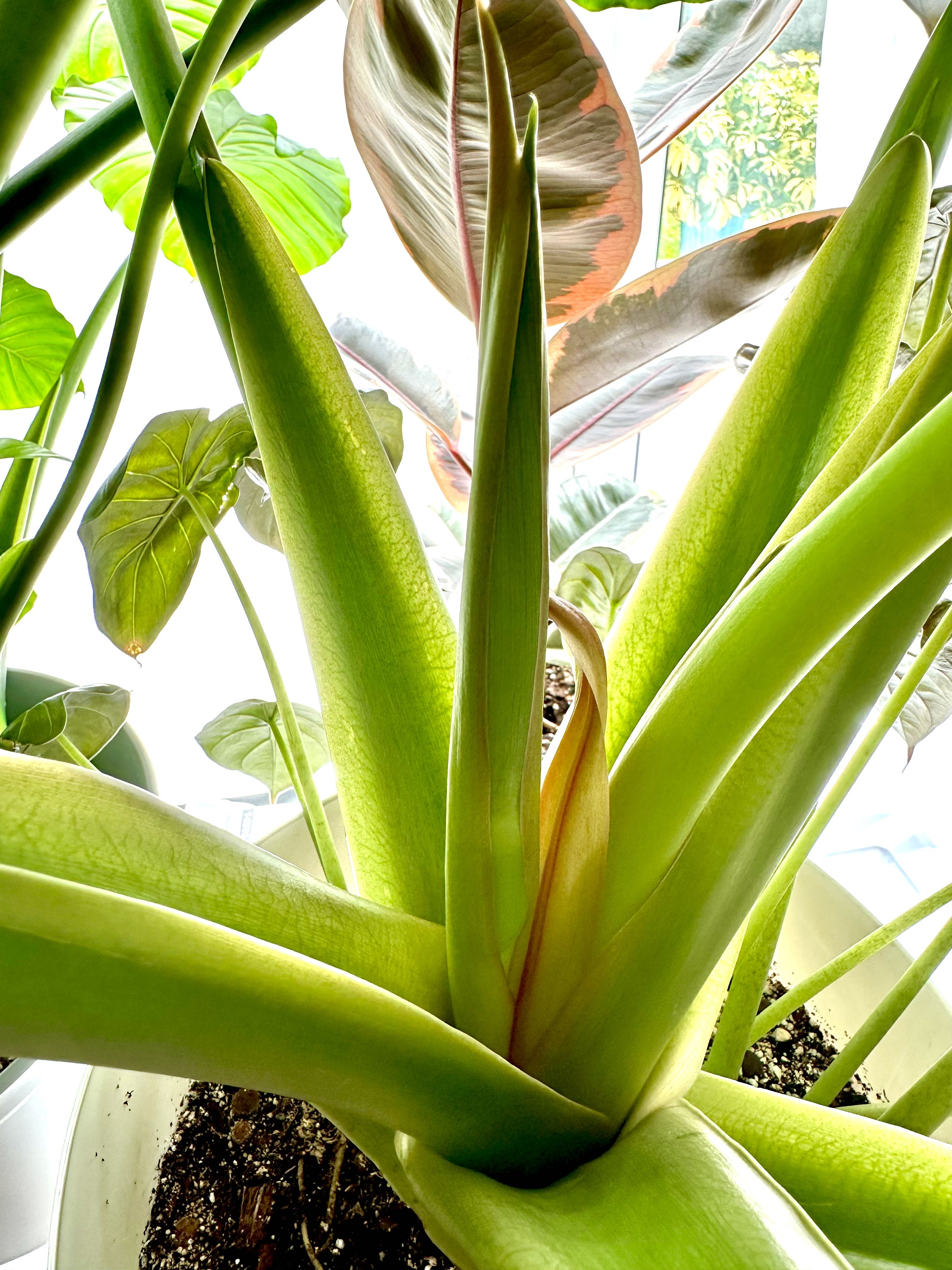 7 Plants That Love Growing with Hardy Elephant Ear 🐘