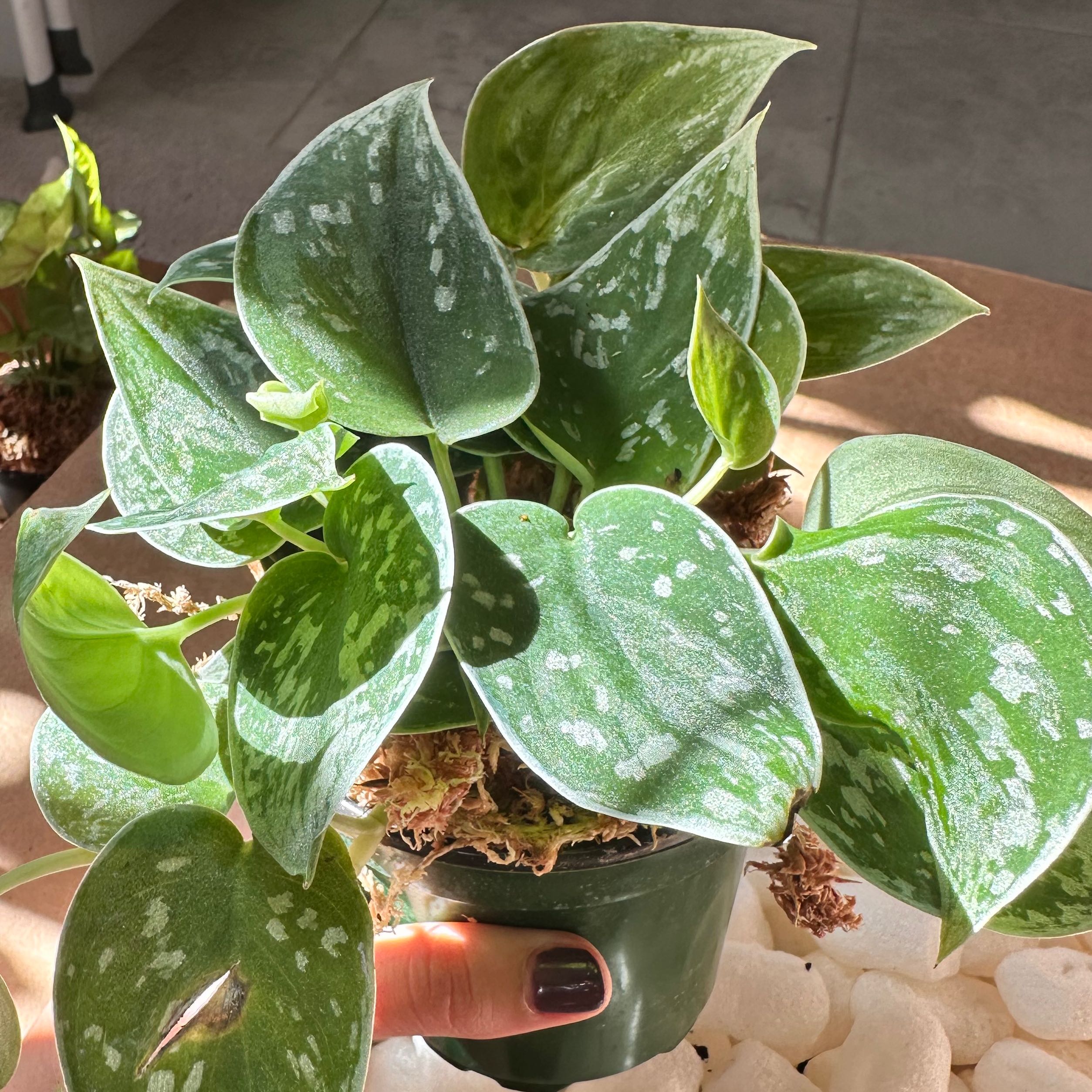 Why Are There Black Spots on My Silver Anne Pothos Leaves?