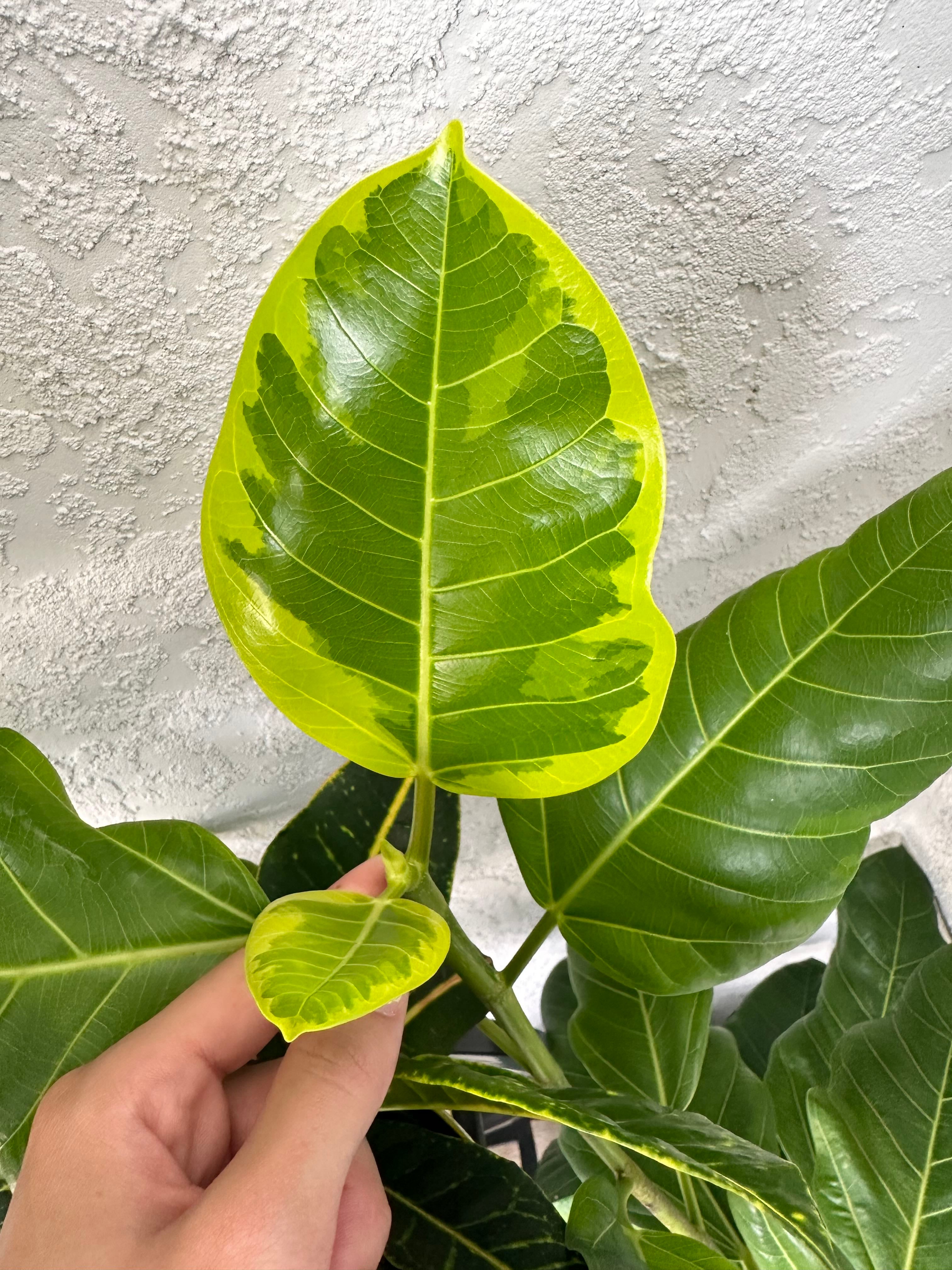 The Complete Ficus 'Golden Gem' Plant Care Guide: Water, Light & Beyond