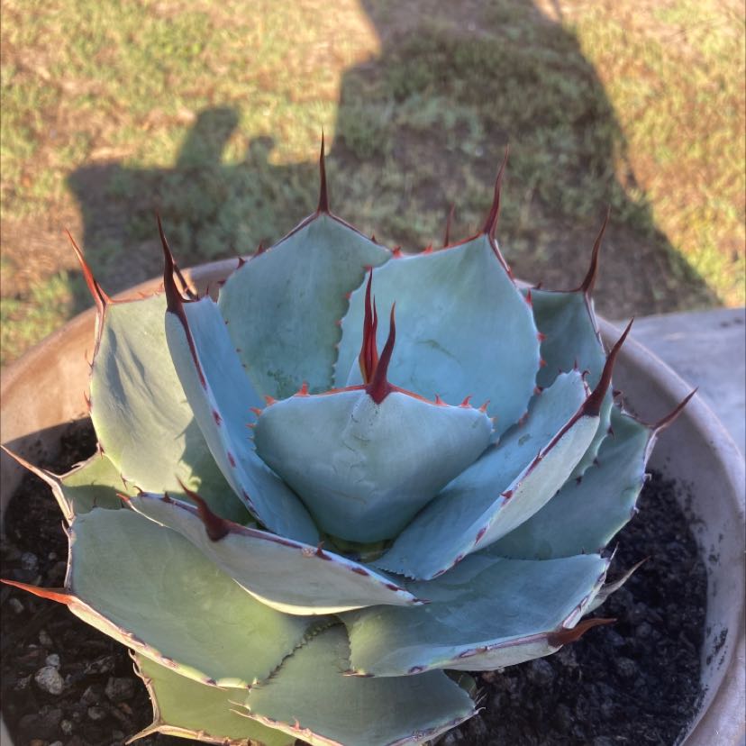 Black Spots on My Parry's Agave Leaves