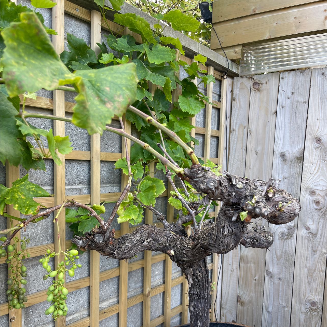 🍇 Why Are the Leaves on My Wine Grape Turning Yellow?