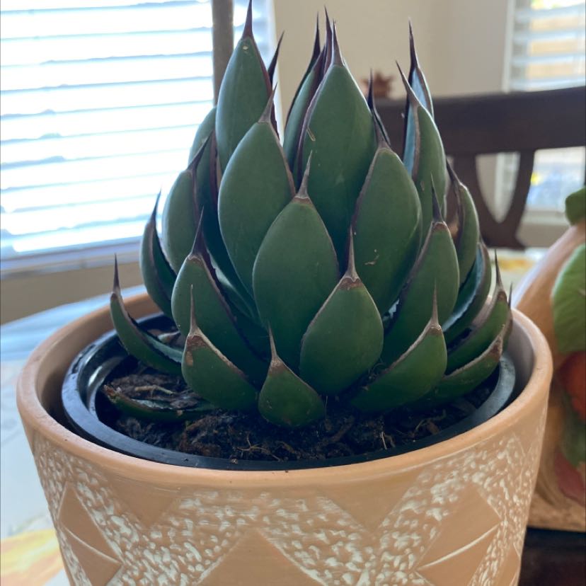 What Do Parry's Agave Flowers Mean?