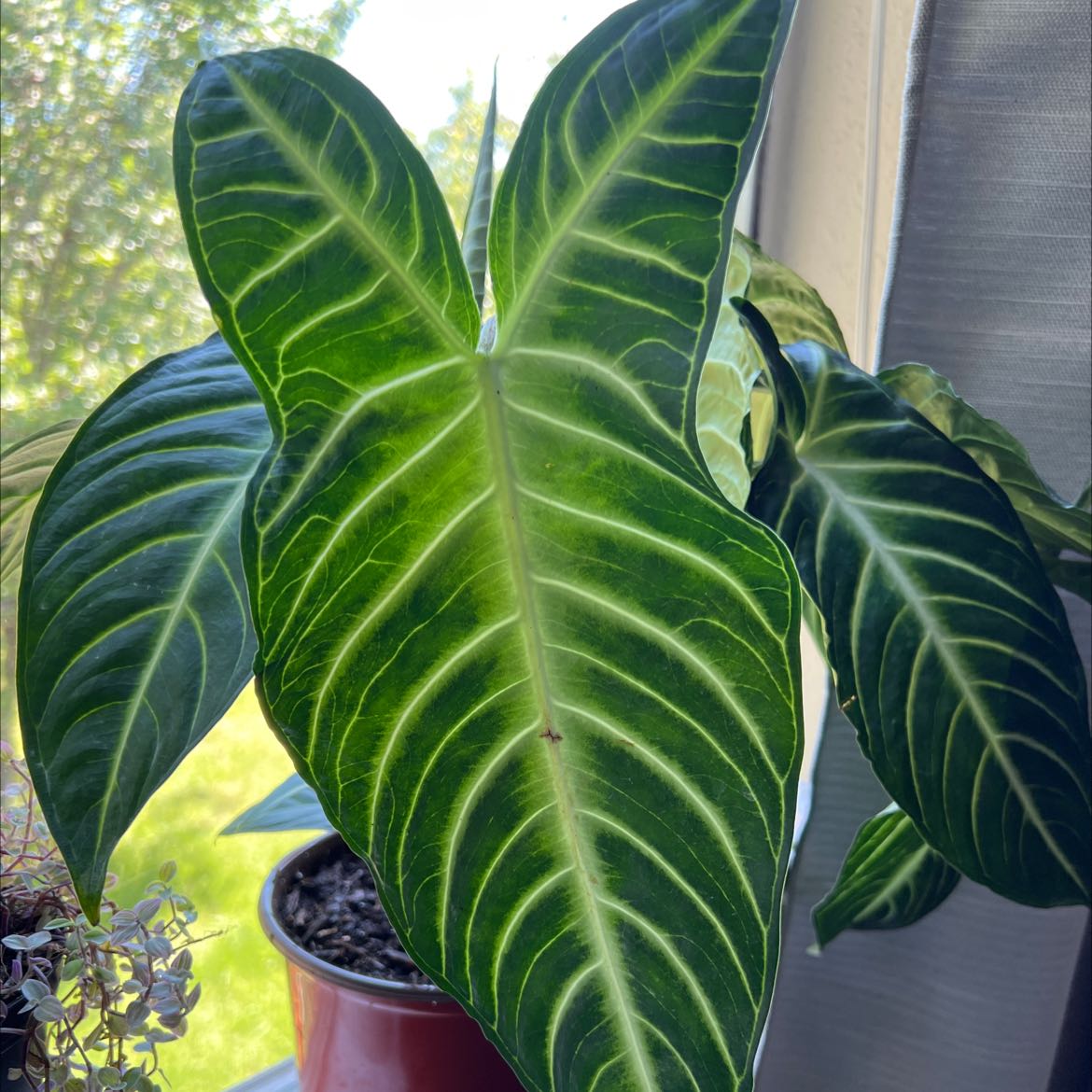 How Often Should I Water My Xanthosoma Angel wings?