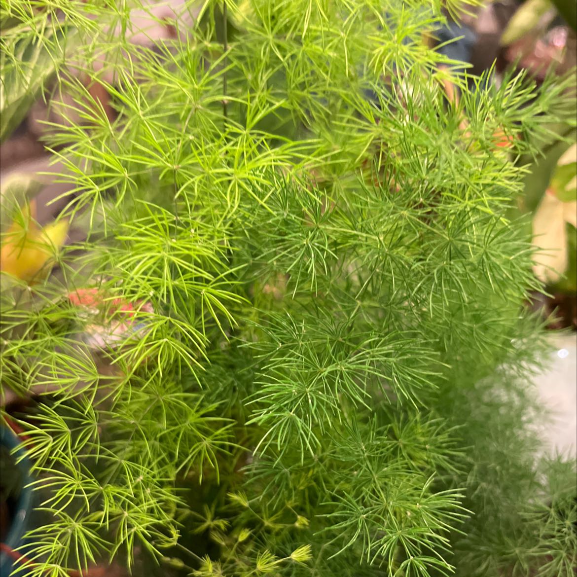 What Temperature Does My Ming Fern Need?