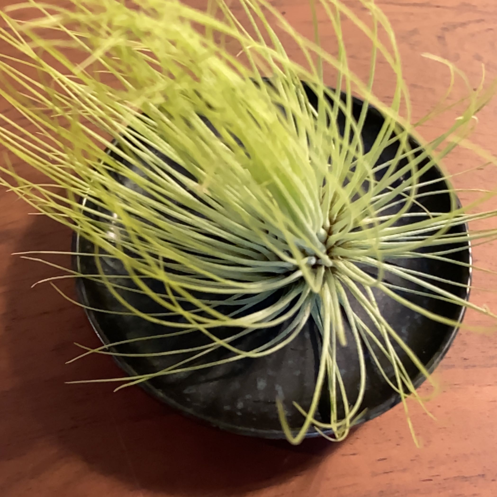 How Do I Cure tillandsia andreana root rot?