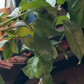 The Complete Santa Teresa Lemon Tree Plant Care Guide: Water, Light ...