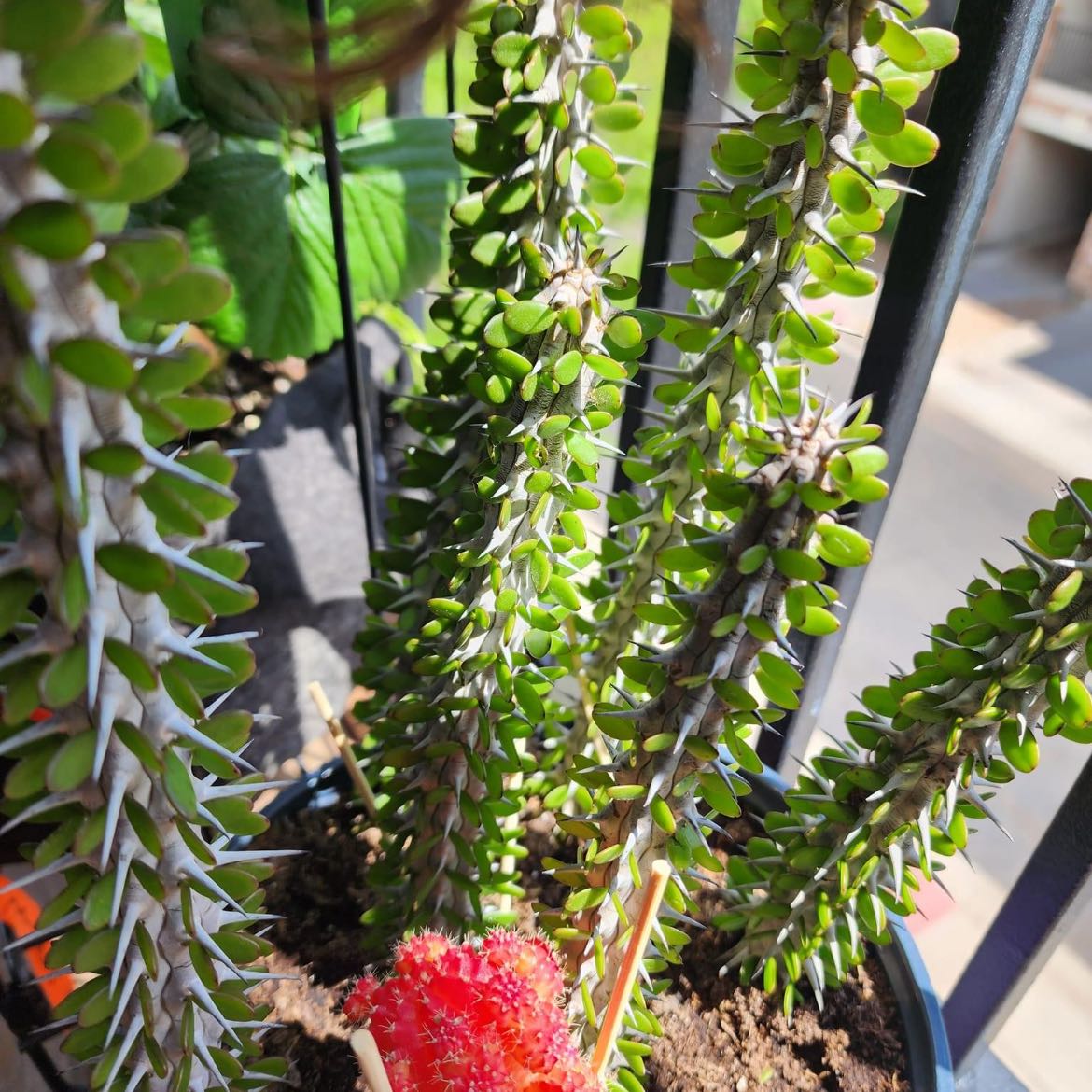 How to Prune Ocotillo