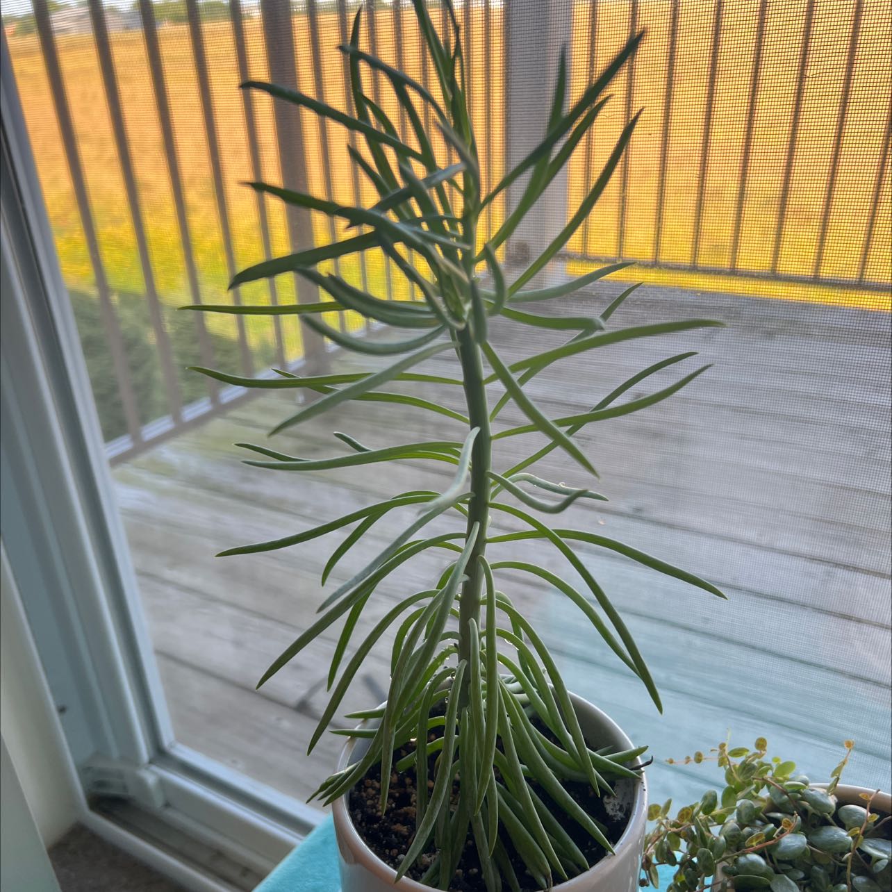 Personalized Dwarf Clone Care: Water, Light, Nutrients | Greg App