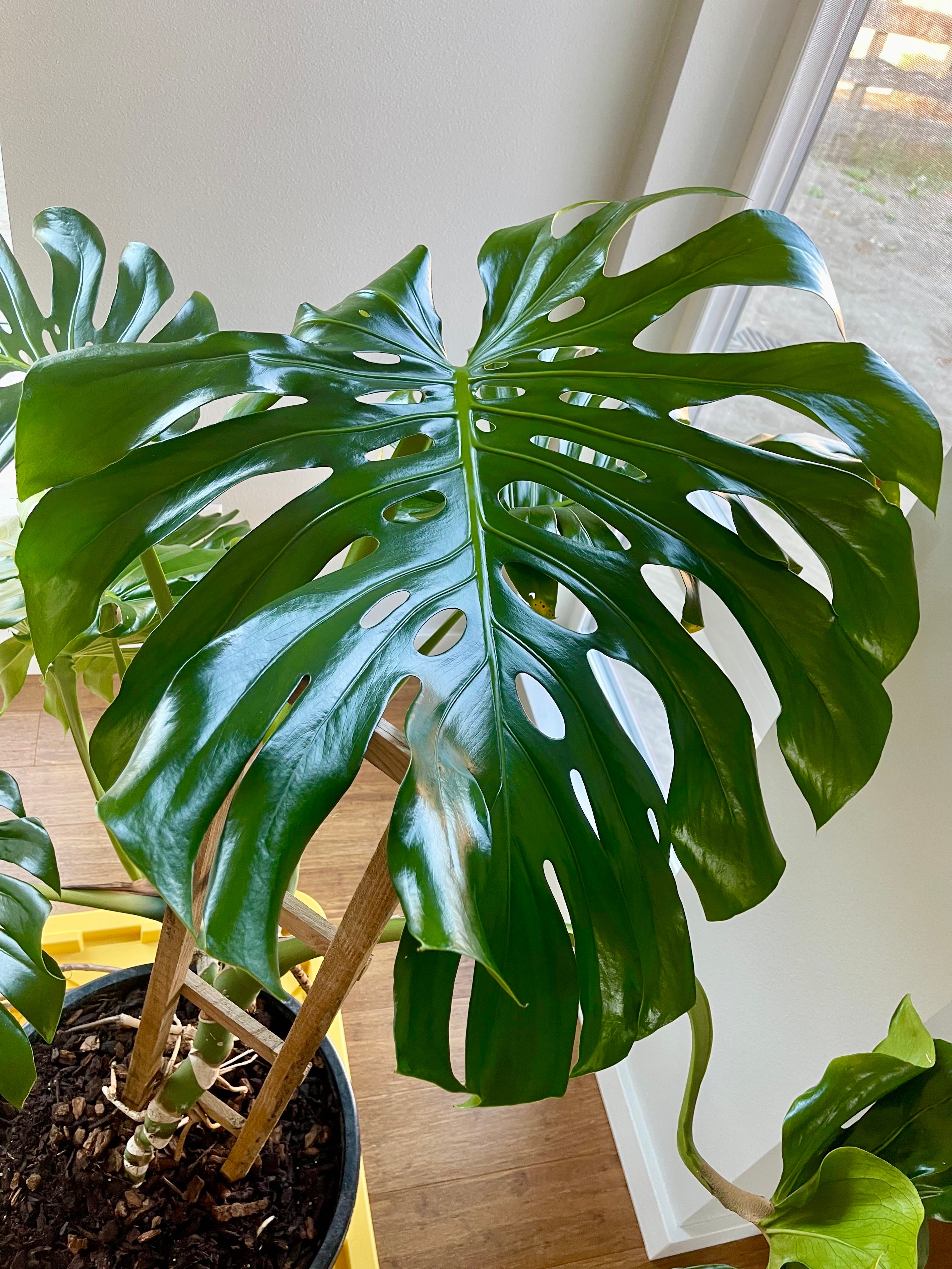 Huge monstera deliciosa excitement!