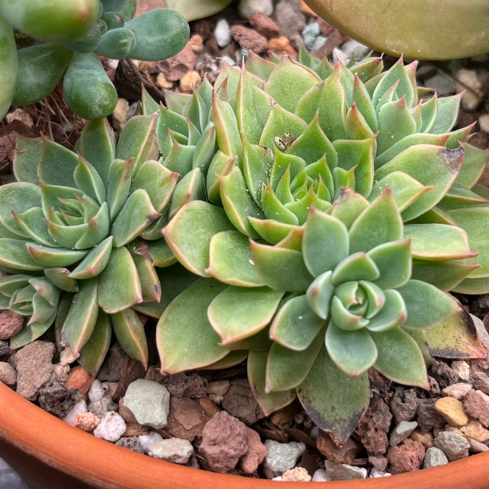 Basic | A plant by @FancierDuranta on Greg