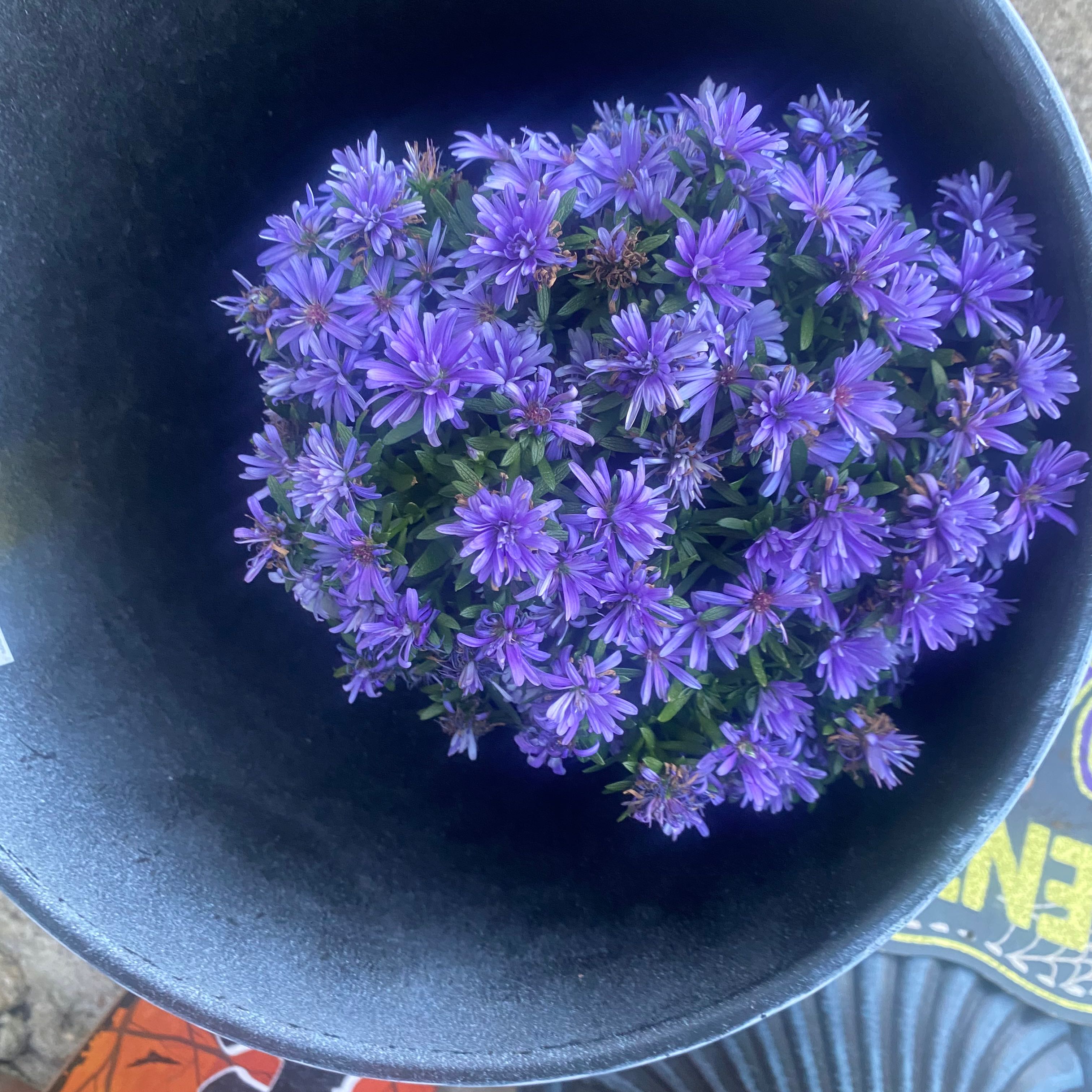 Propagating My New England Aster: Step-by-Step Guide