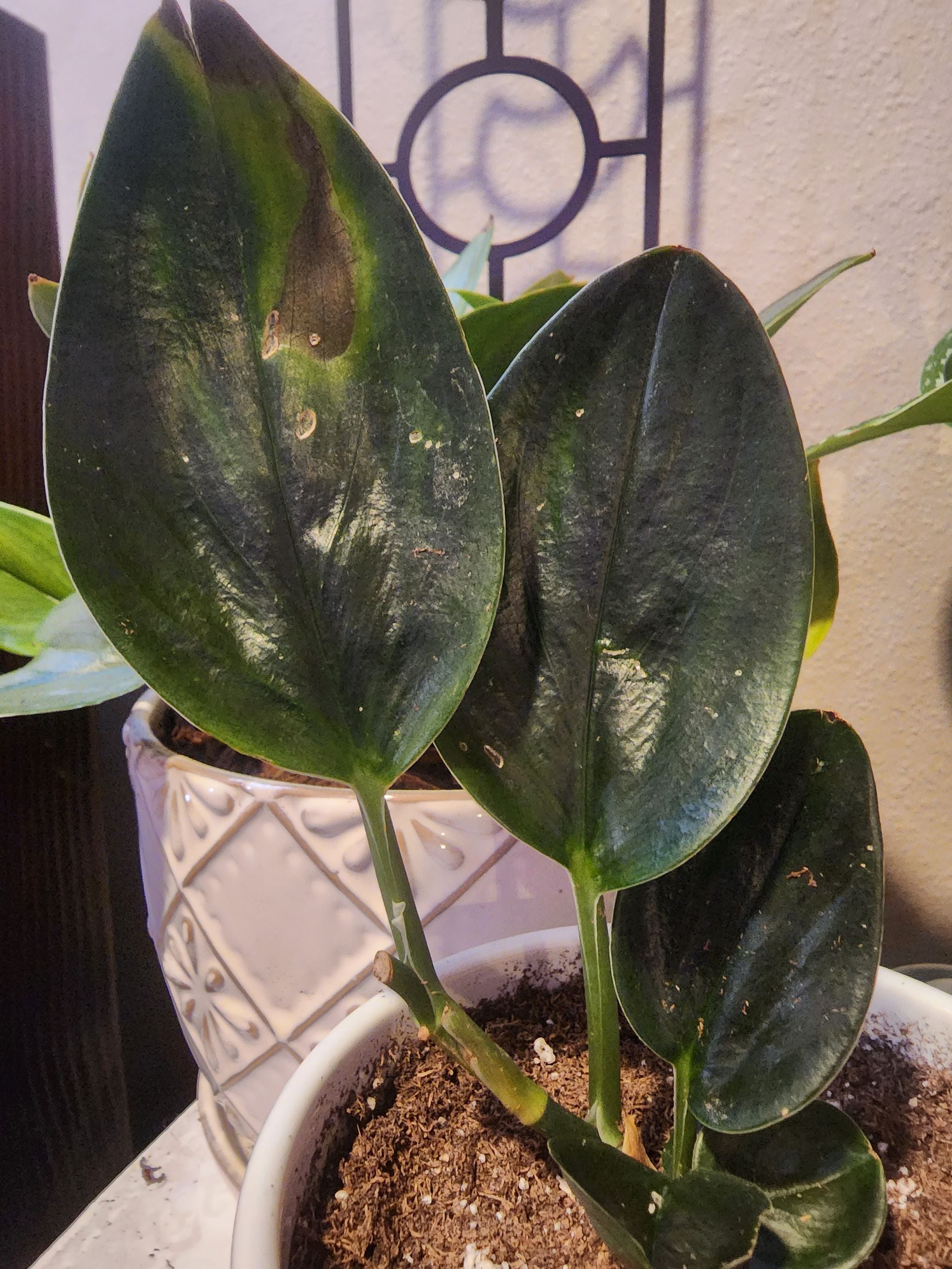 Lifespan of Scindapsus 'Dark Form' ⏰