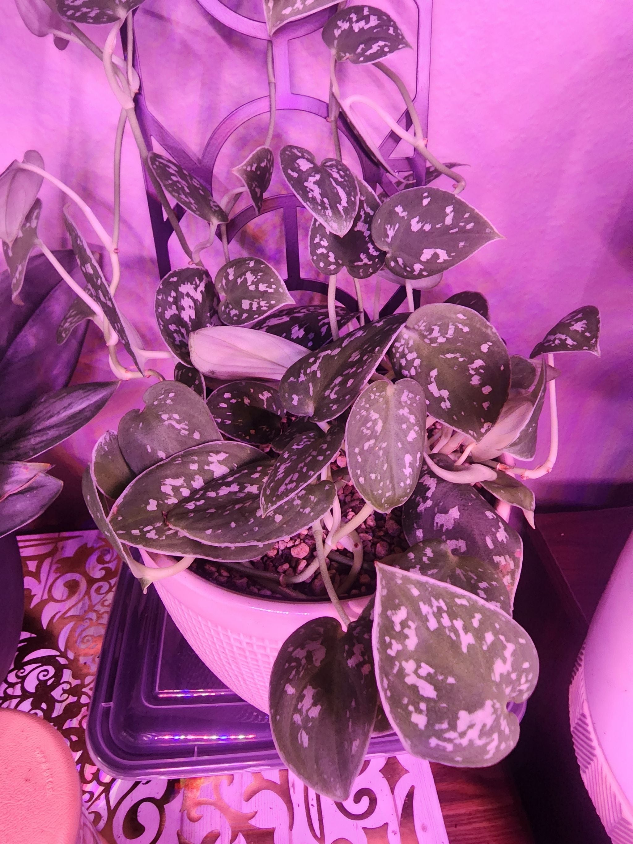 🔍 How to Fix Brown Spots on Your Silver Pothos