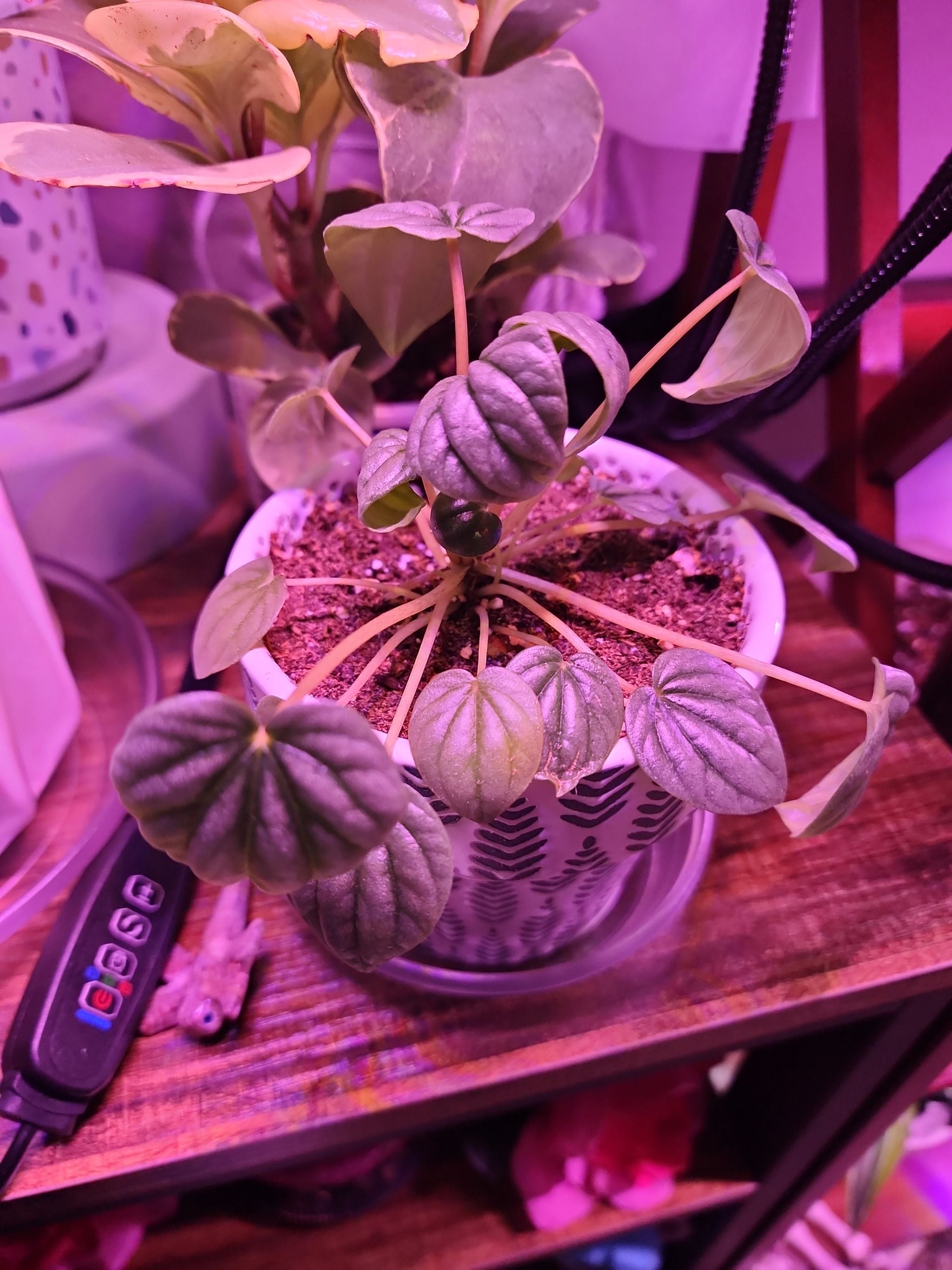 The Complete Emerald Ripple Peperomia Plant Care Guide: Water, Light ...