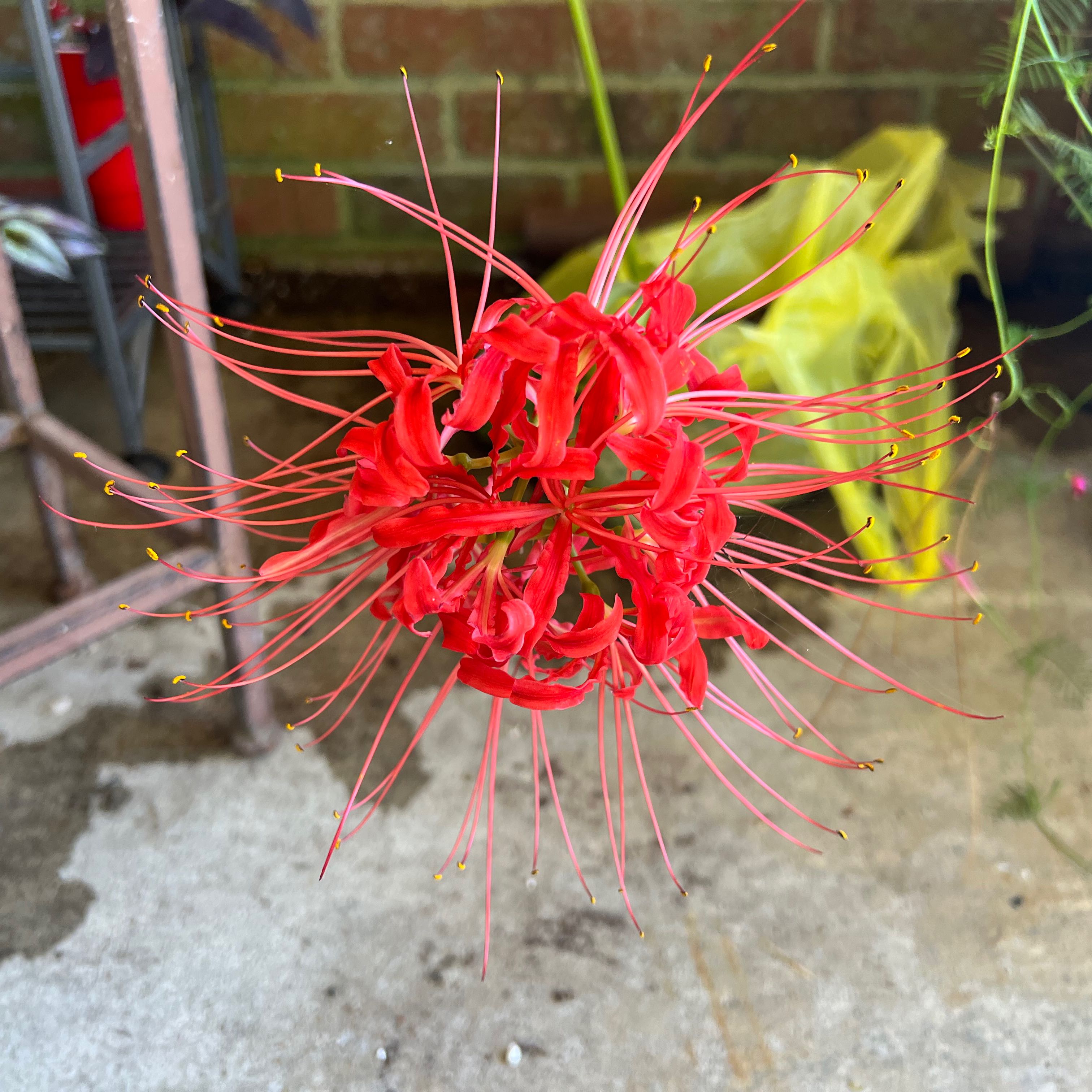 Diagnosing red spider lily root rot
