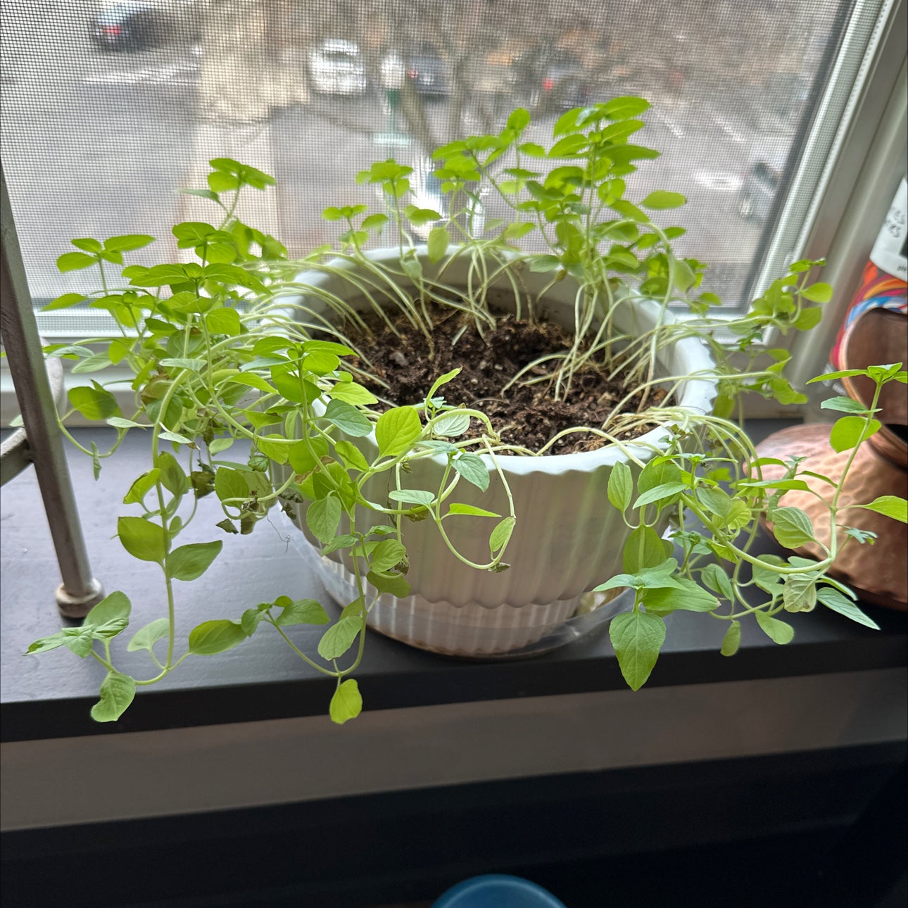 Best Potting Soil Mix for Holy Basil (Tulsi)