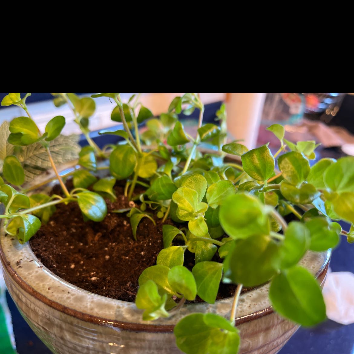 Personalized Peperomia Jitterbug Care: Water, Light, Nutrients | Greg App