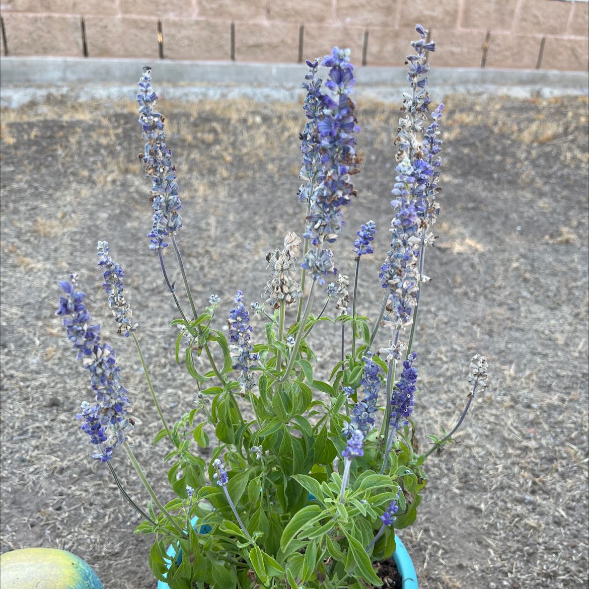 How Do I Fix mealycup sage root rot?