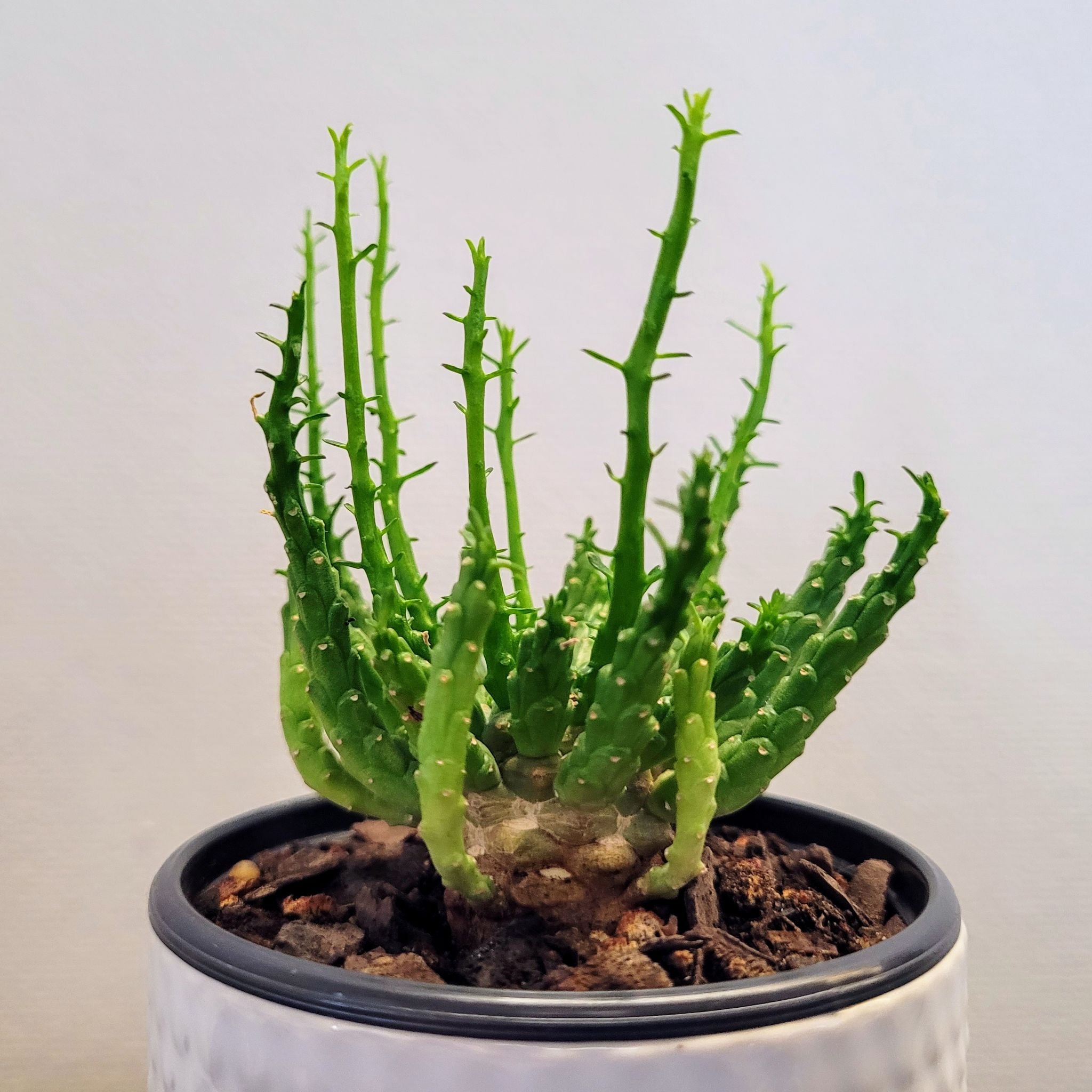 🐛 What Are The Bugs on My Medusa's Head?