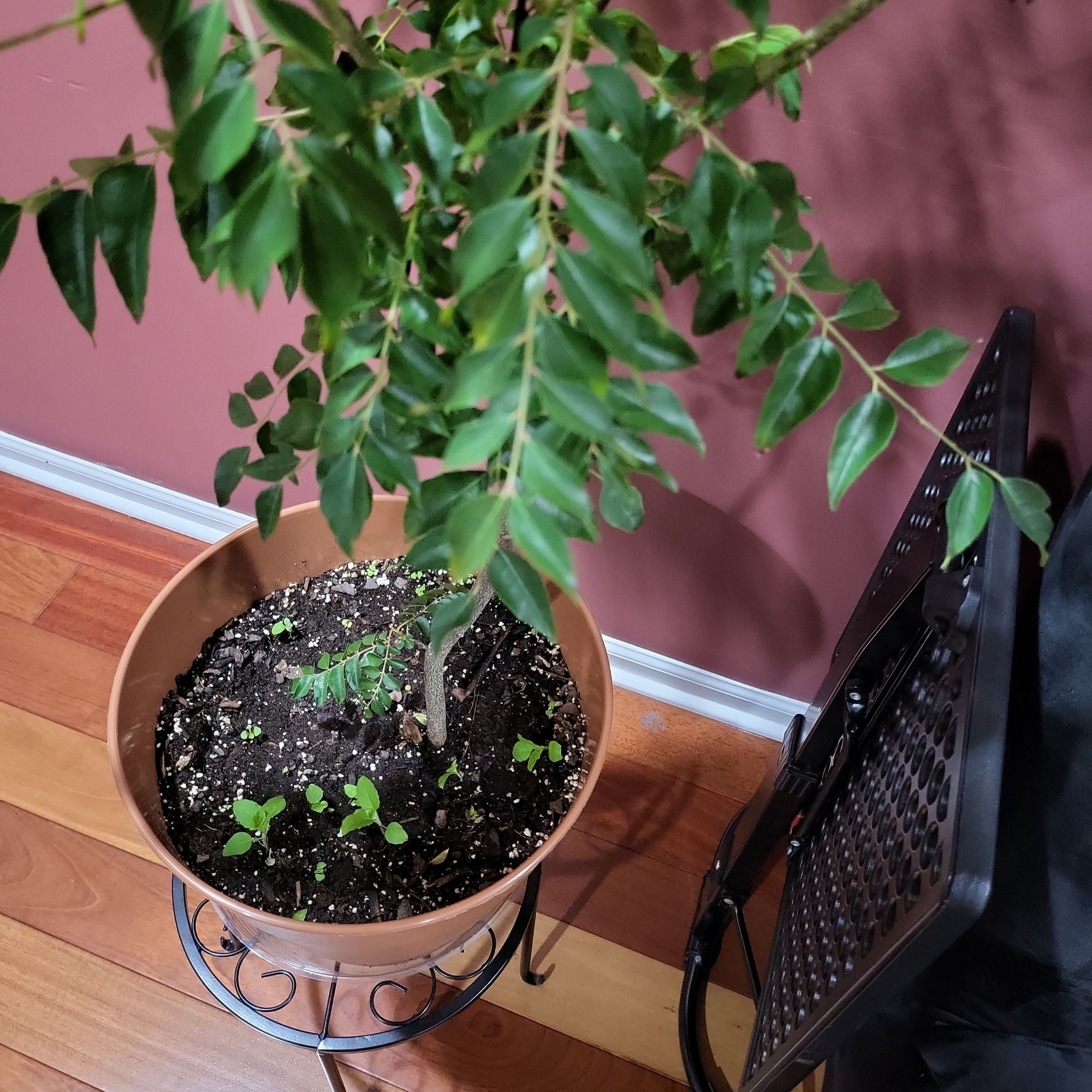 How Can You Tell If A Curry Tree Is Dying?