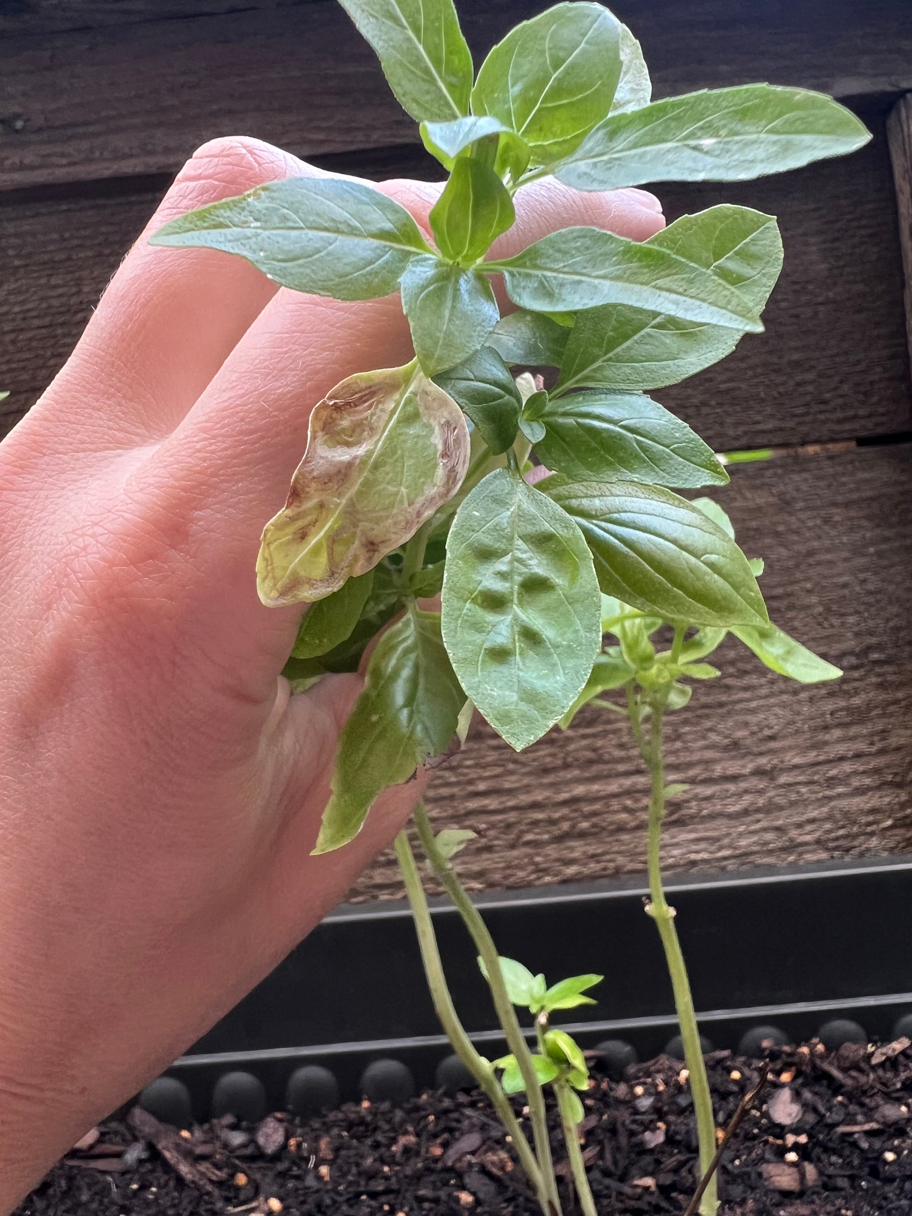 Holy Basil (Tulsi) Plant Care: Water, Light, Nutrients | Greg App 🌱
