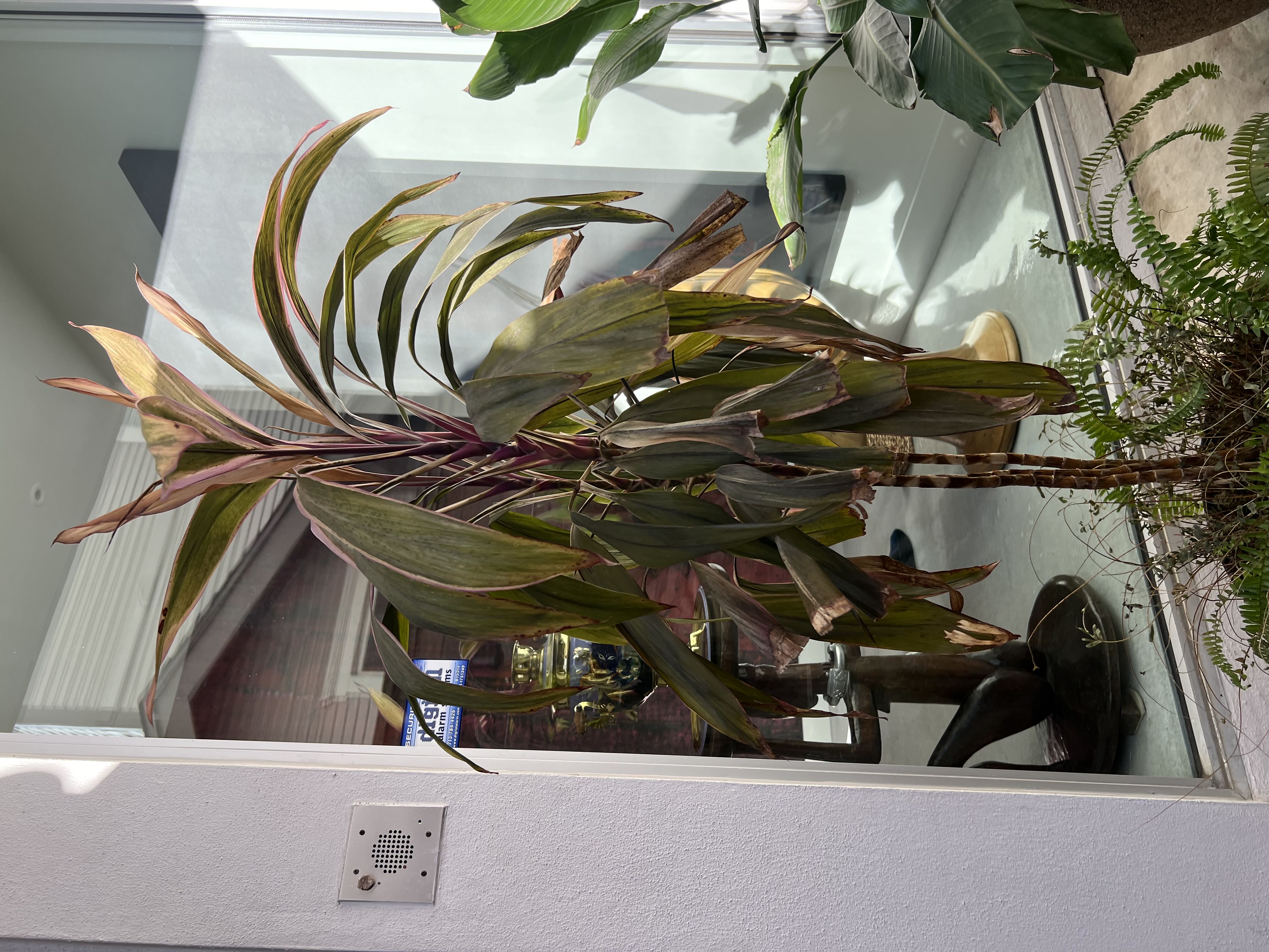 How to Care for Hawaiian Ti Plant 'Florica': Mastering Water, Sunlight ...